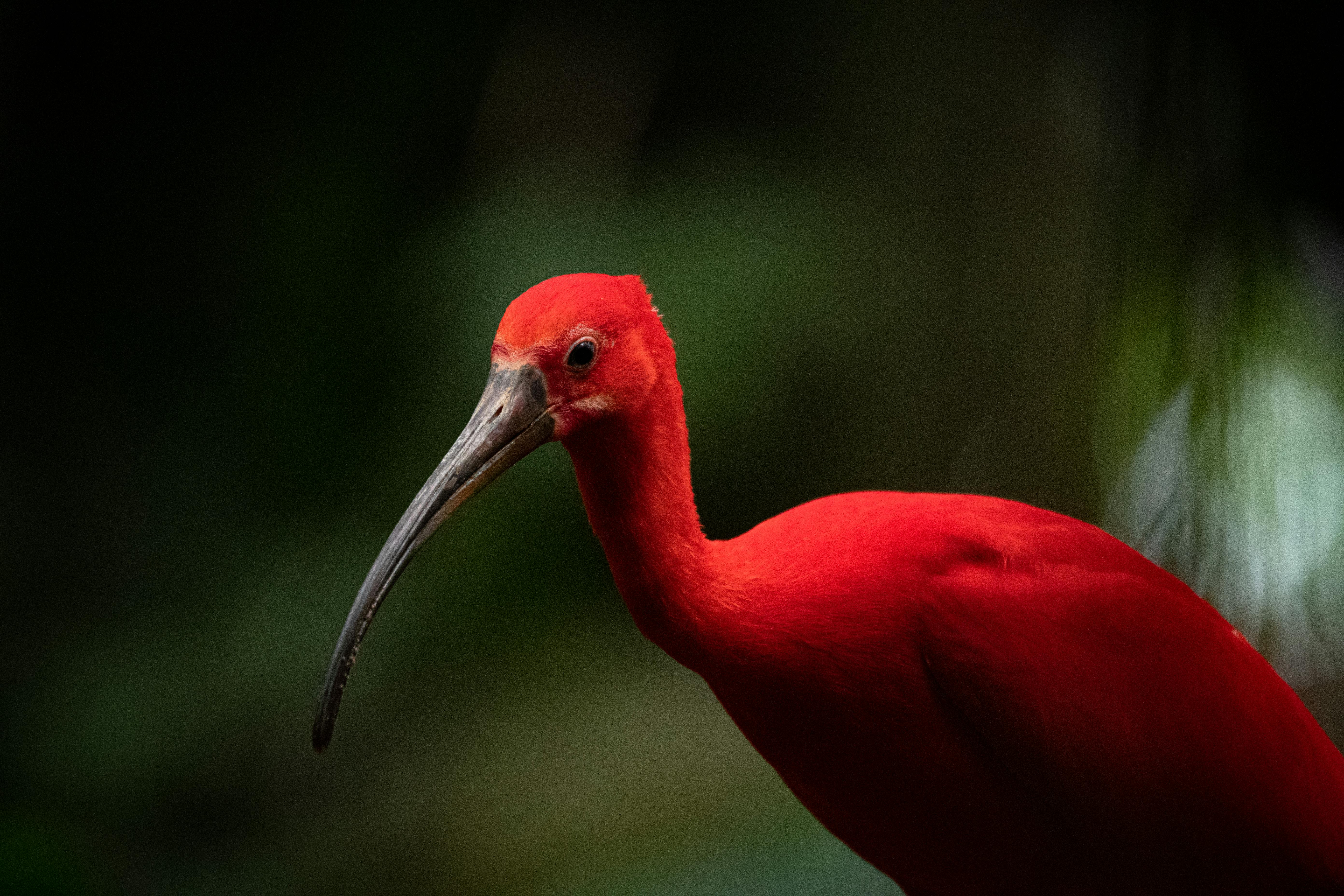 Close-up of a Scarlet Ibis · Free Stock Photo