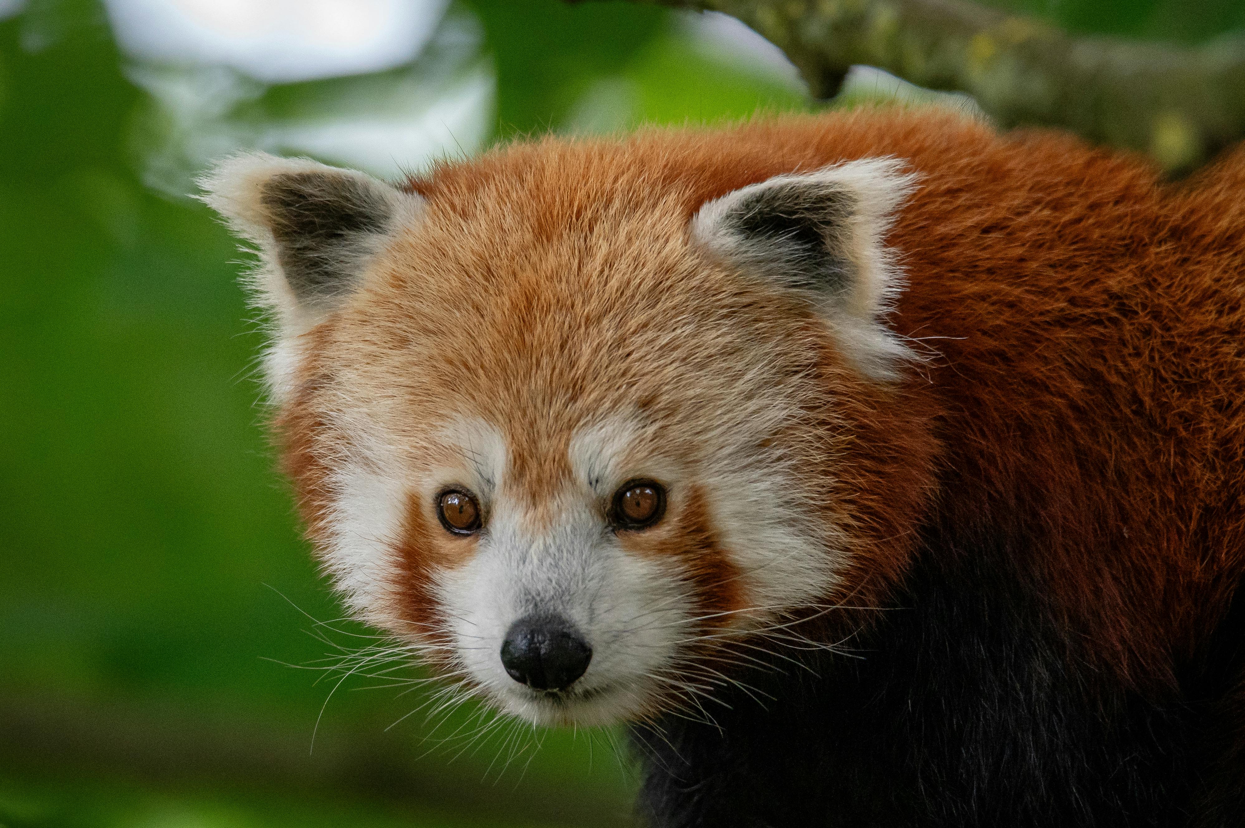 Close-up of a Red Panda · Free Stock Photo