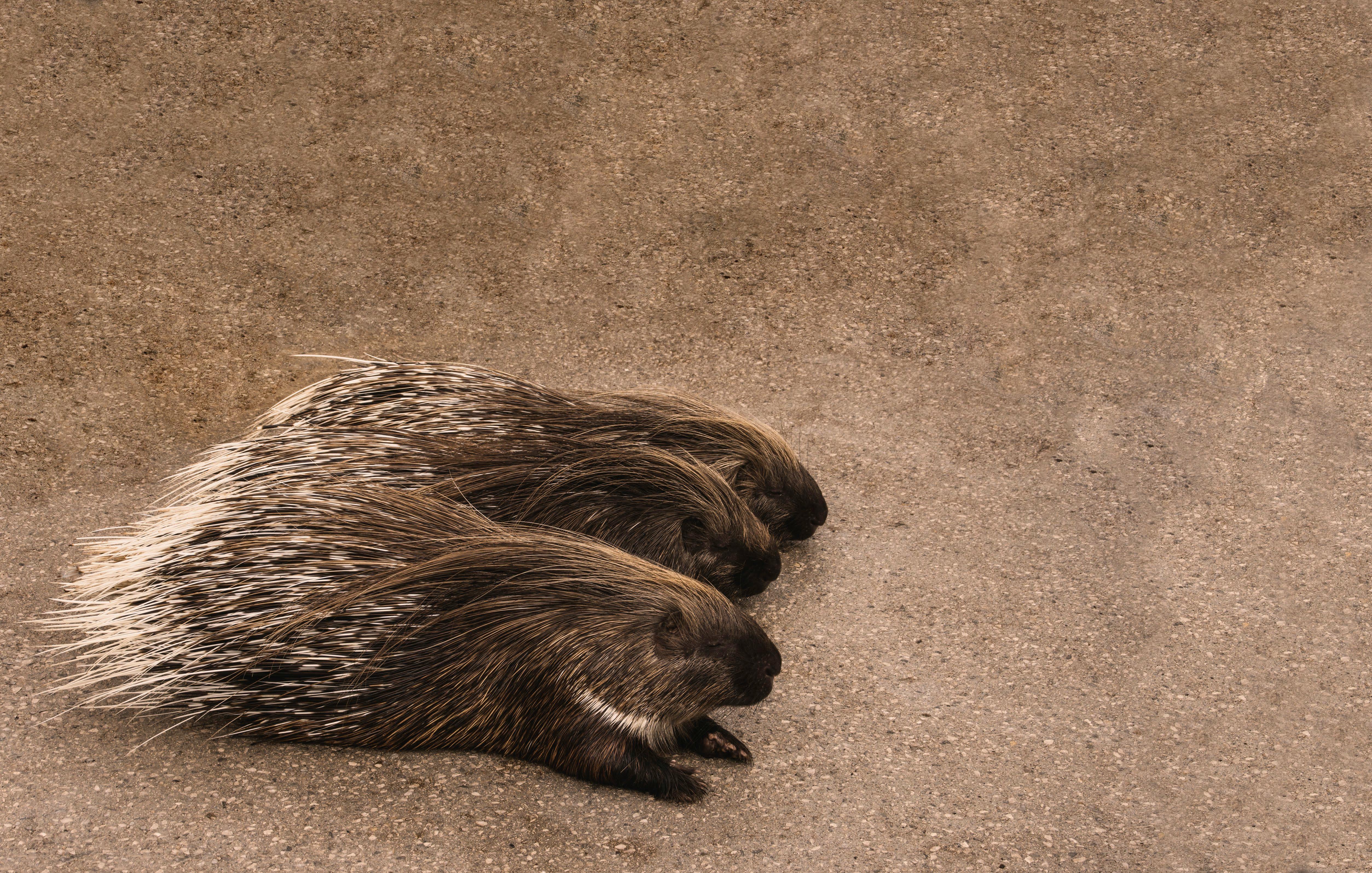 Close-up of Porcupines · Free Stock Photo