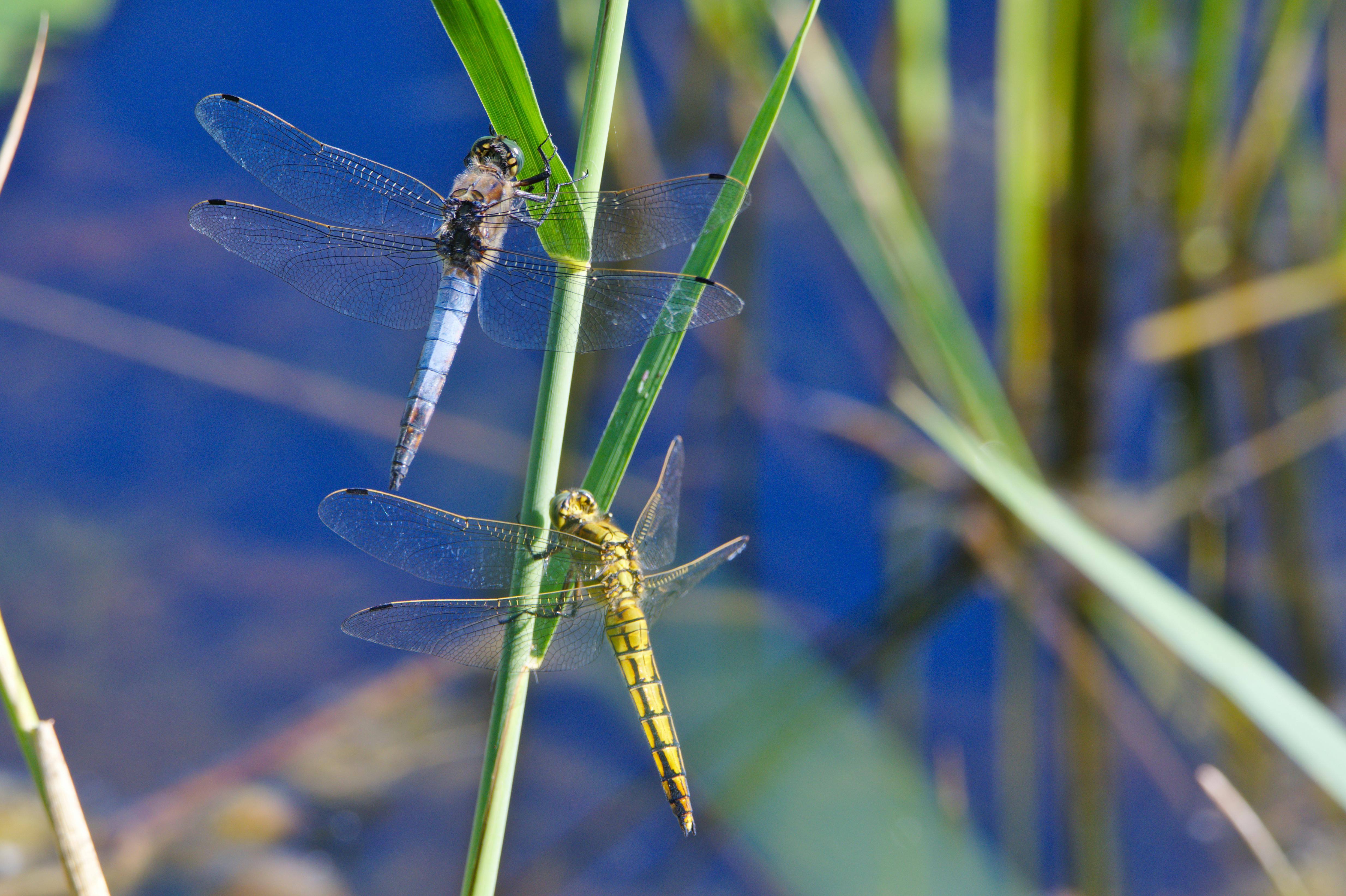 Close up of Two Dragonflies · Free Stock Photo