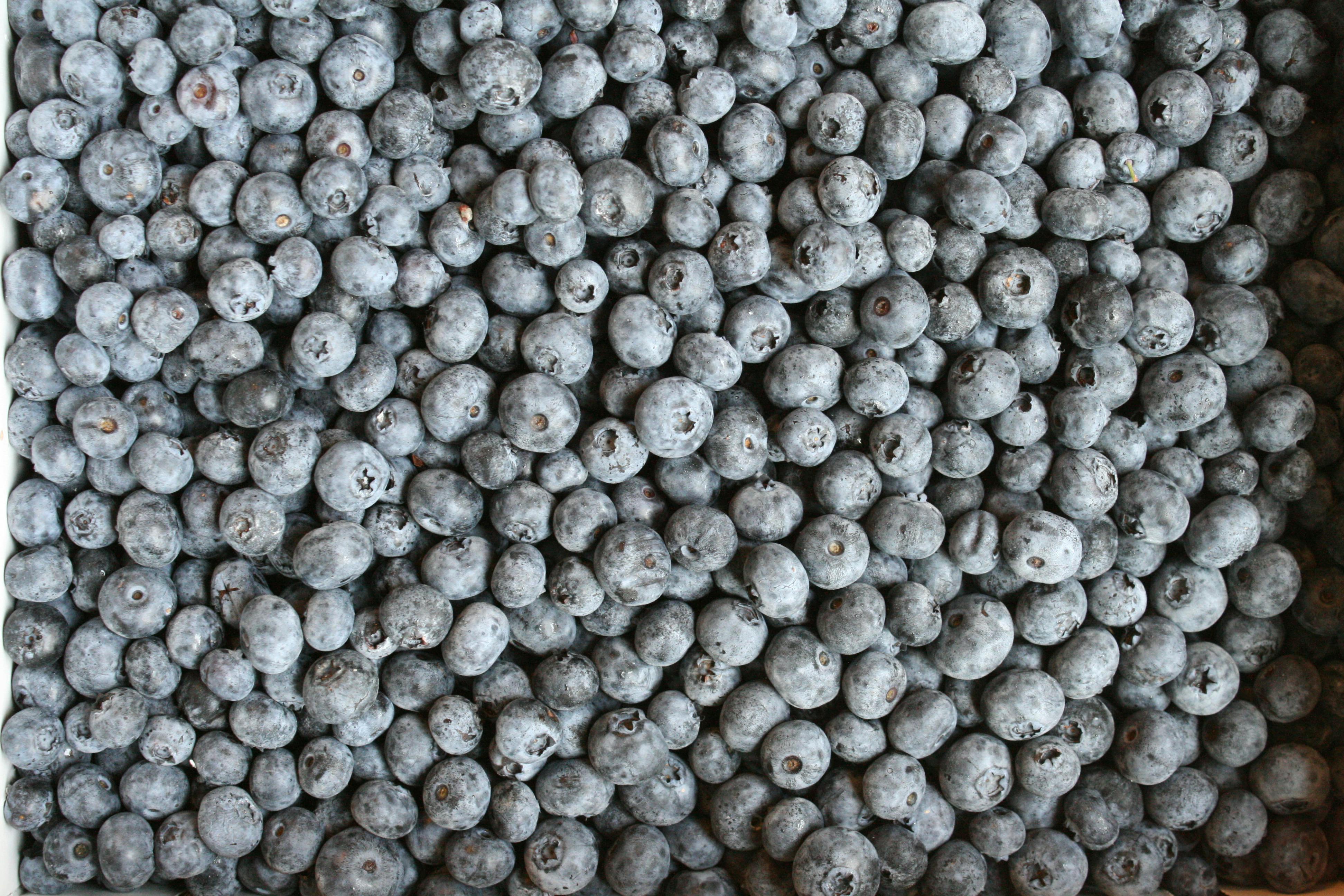 Dried Blueberries Photos, Download The BEST Free Dried Blueberries ...