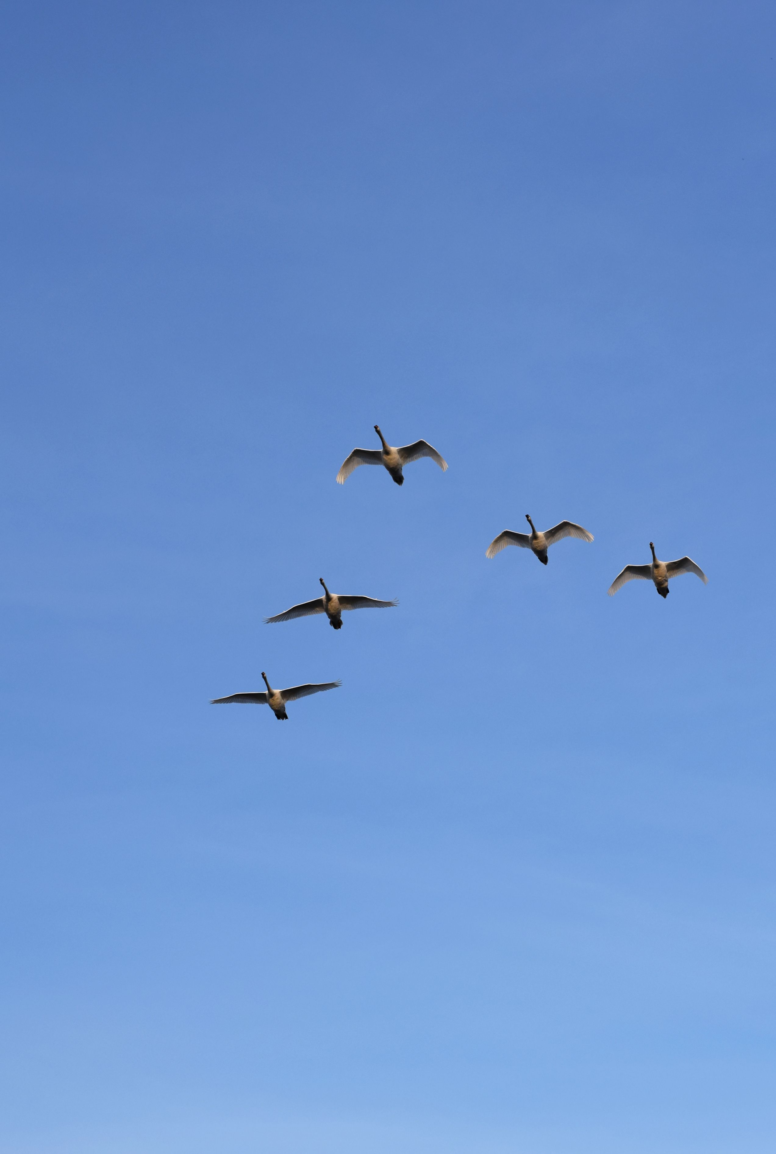 View of Birds Flying · Free Stock Photo