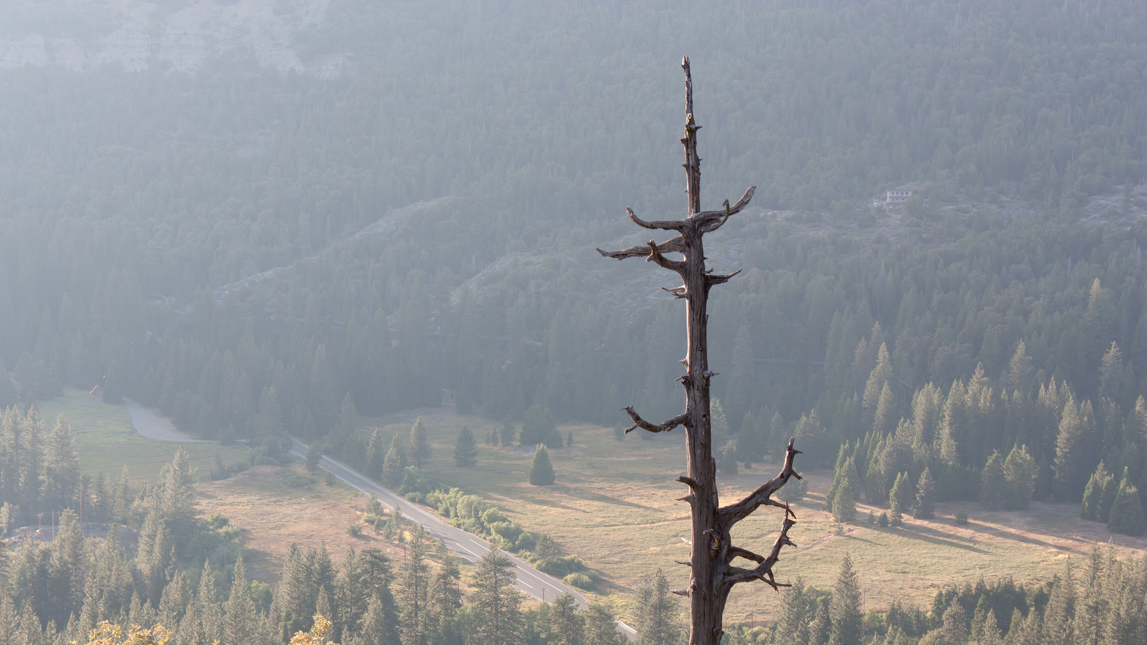 Dry Tree and a View of Forest and Hills · Free Stock Photo