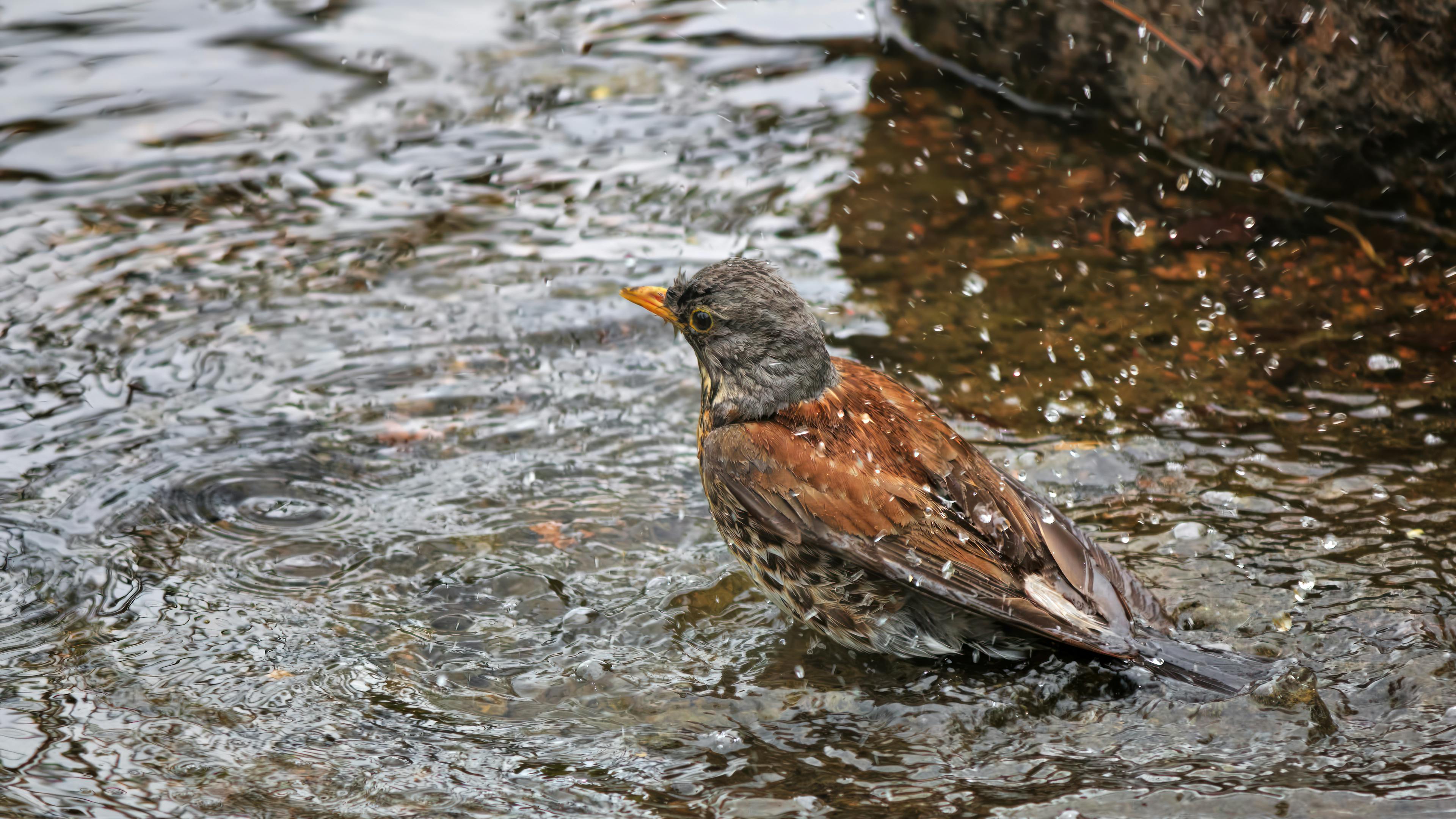 Close up of a Bird in Water · Free Stock Photo
