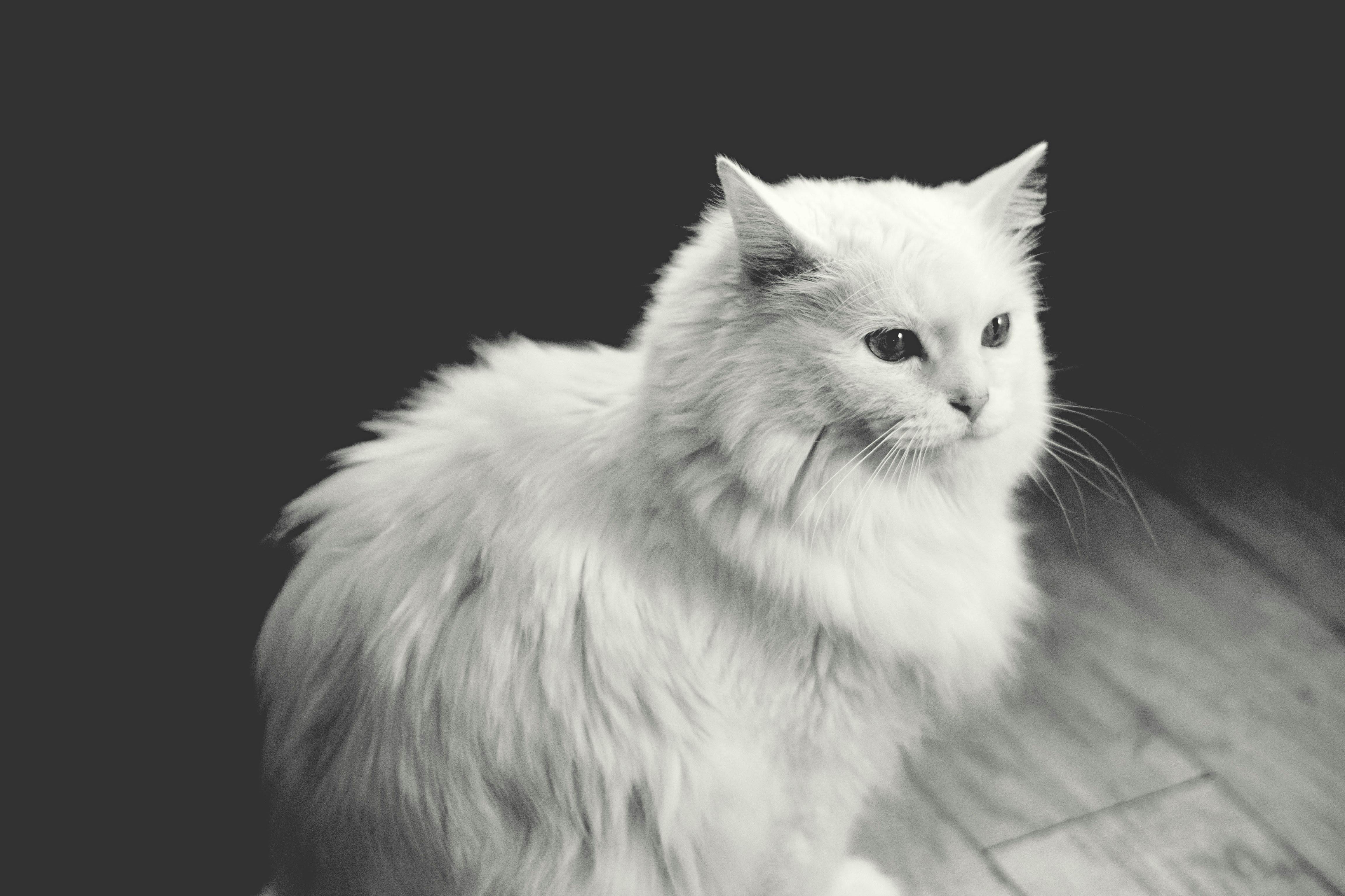 Cute Fluffy White Cat Sitting on Floor · Free Stock Photo