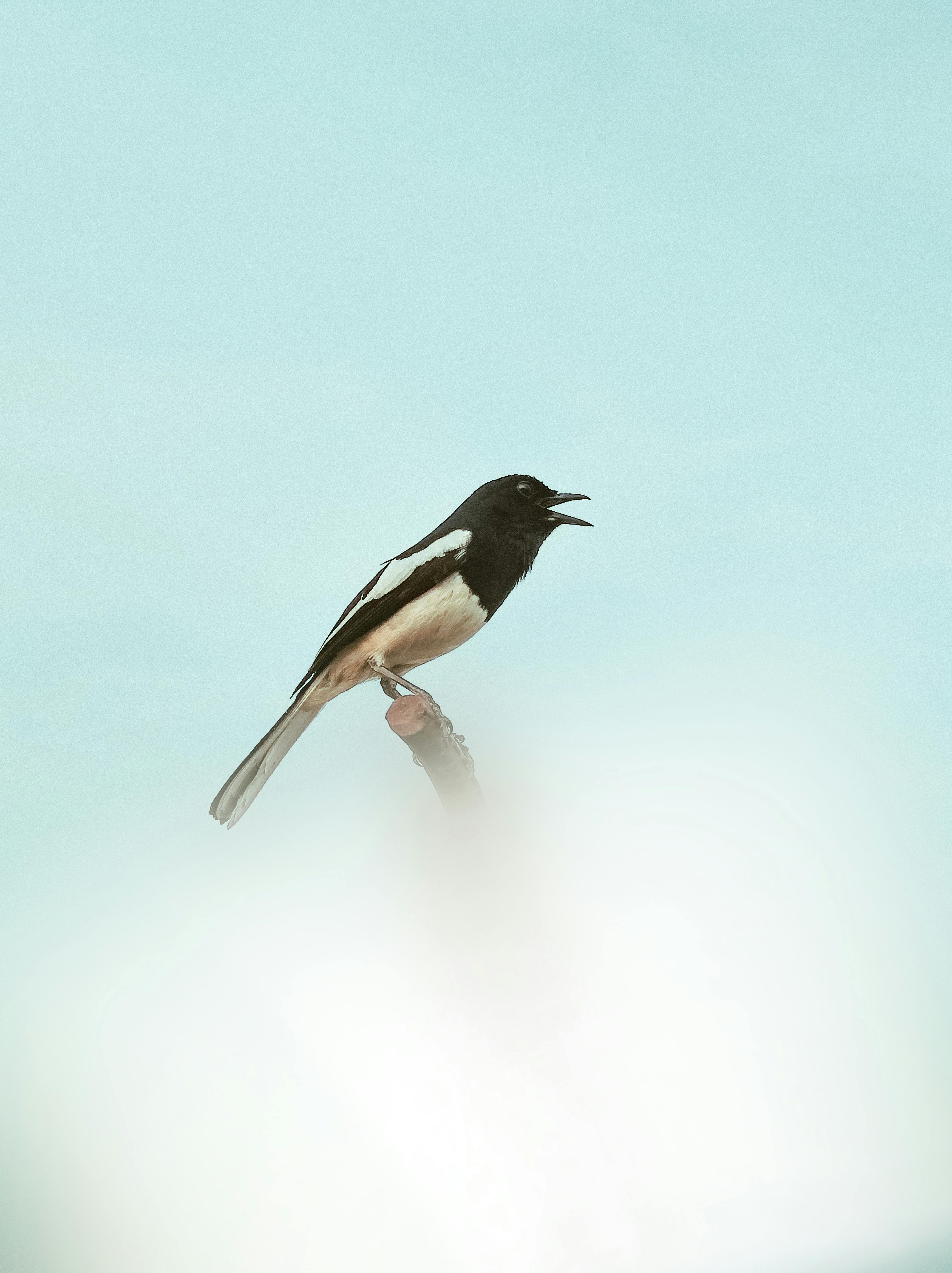 Tausif Hossain Photography