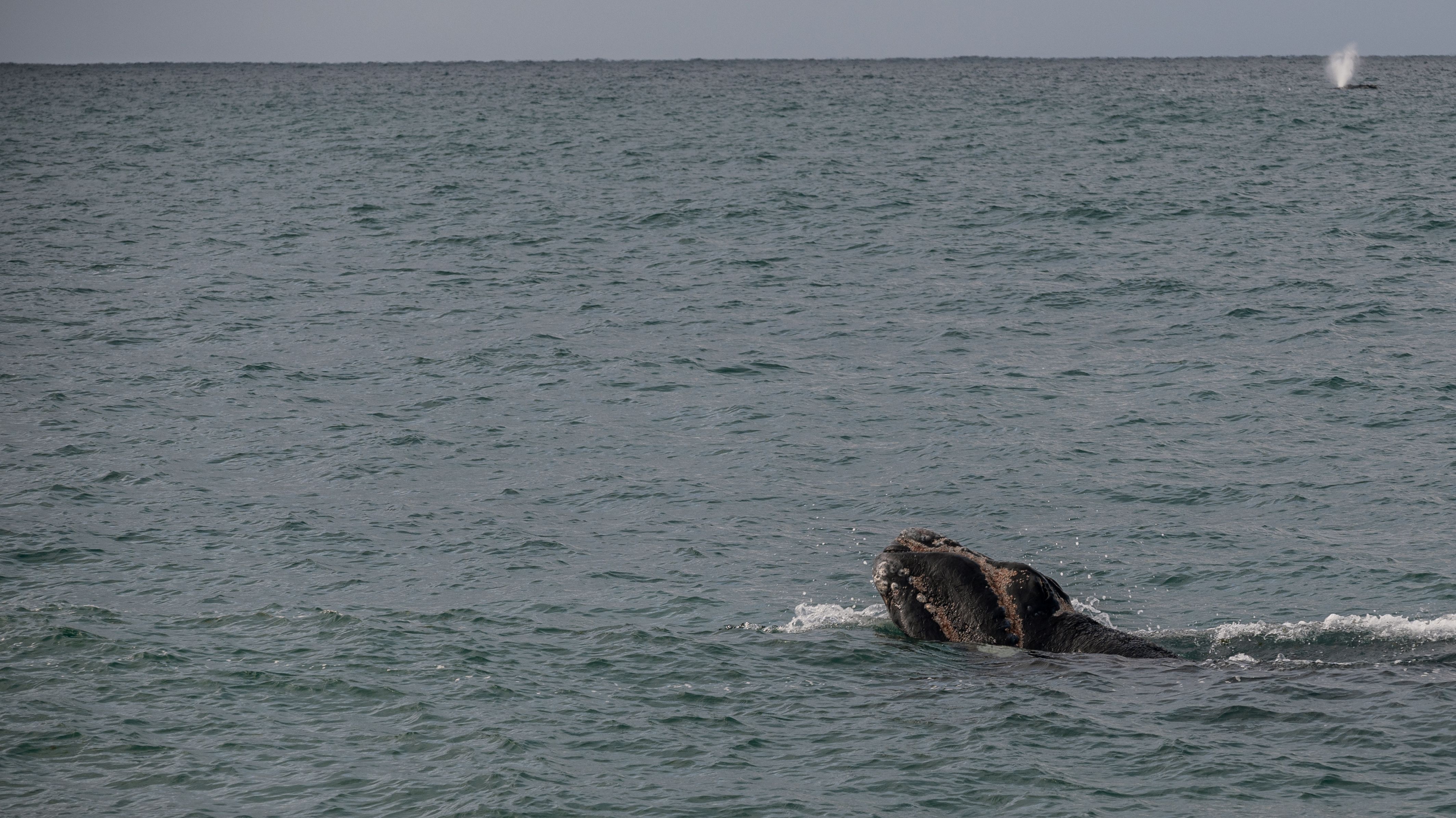 Whale Snout Sticking over Water Surface · Free Stock Photo