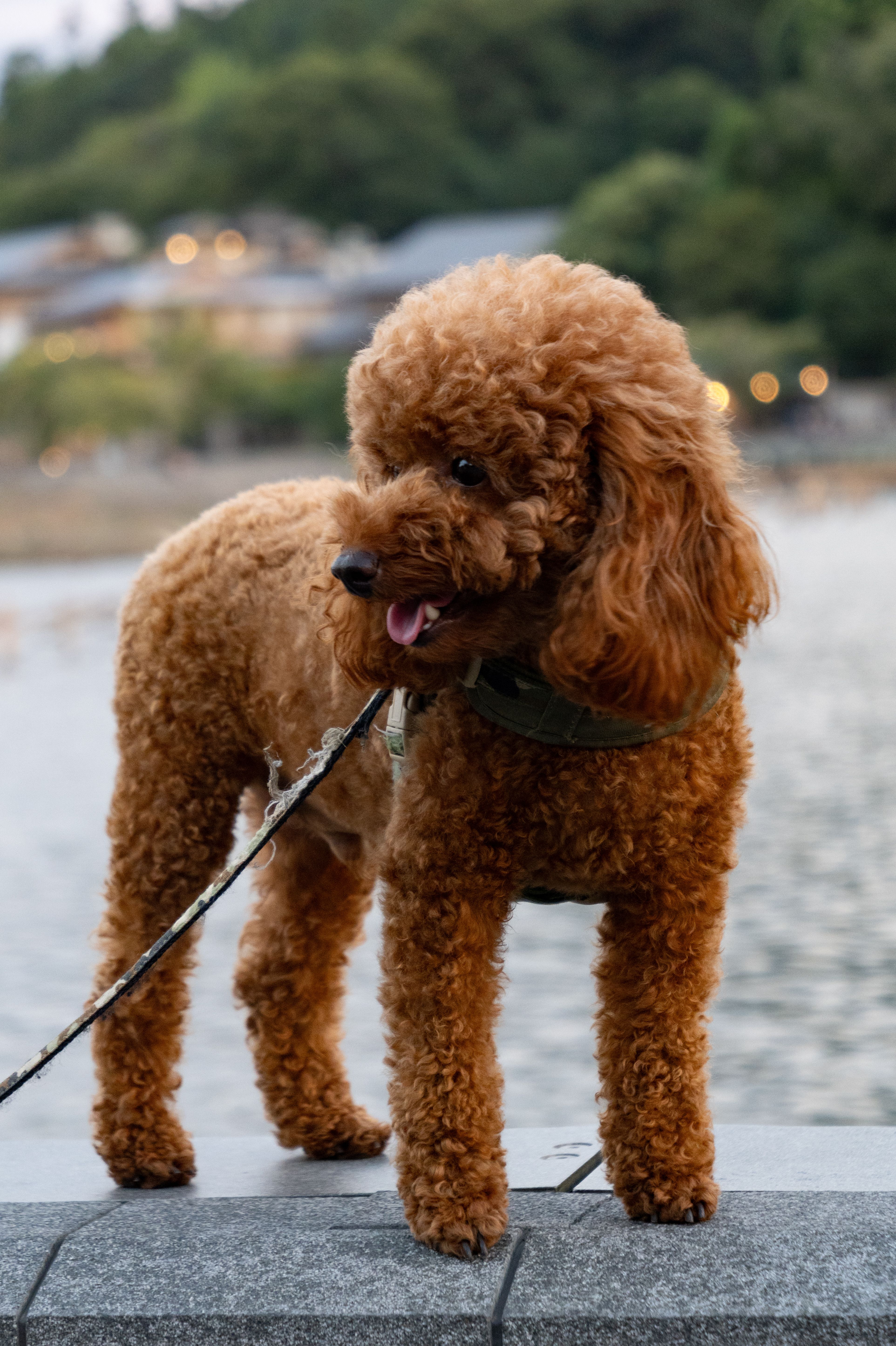 A Brown Poodle Standing Outside · Free Stock Photo