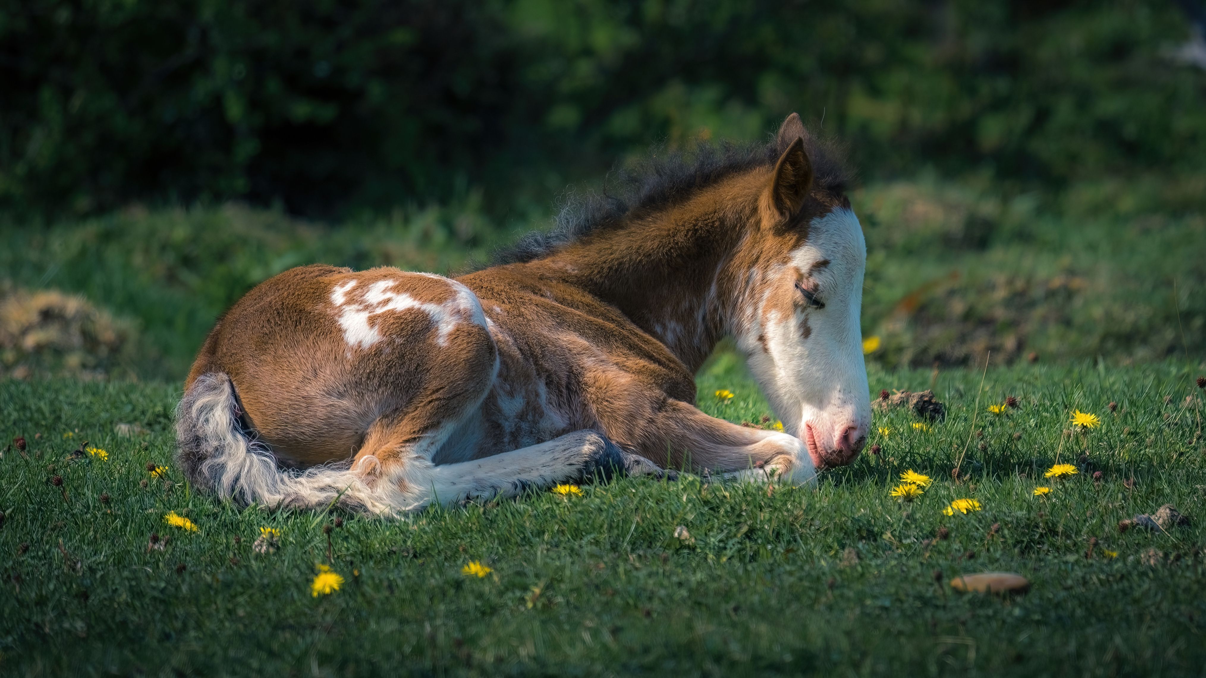 Horse And Foal Photos, Download The BEST Free Horse And Foal Stock ...