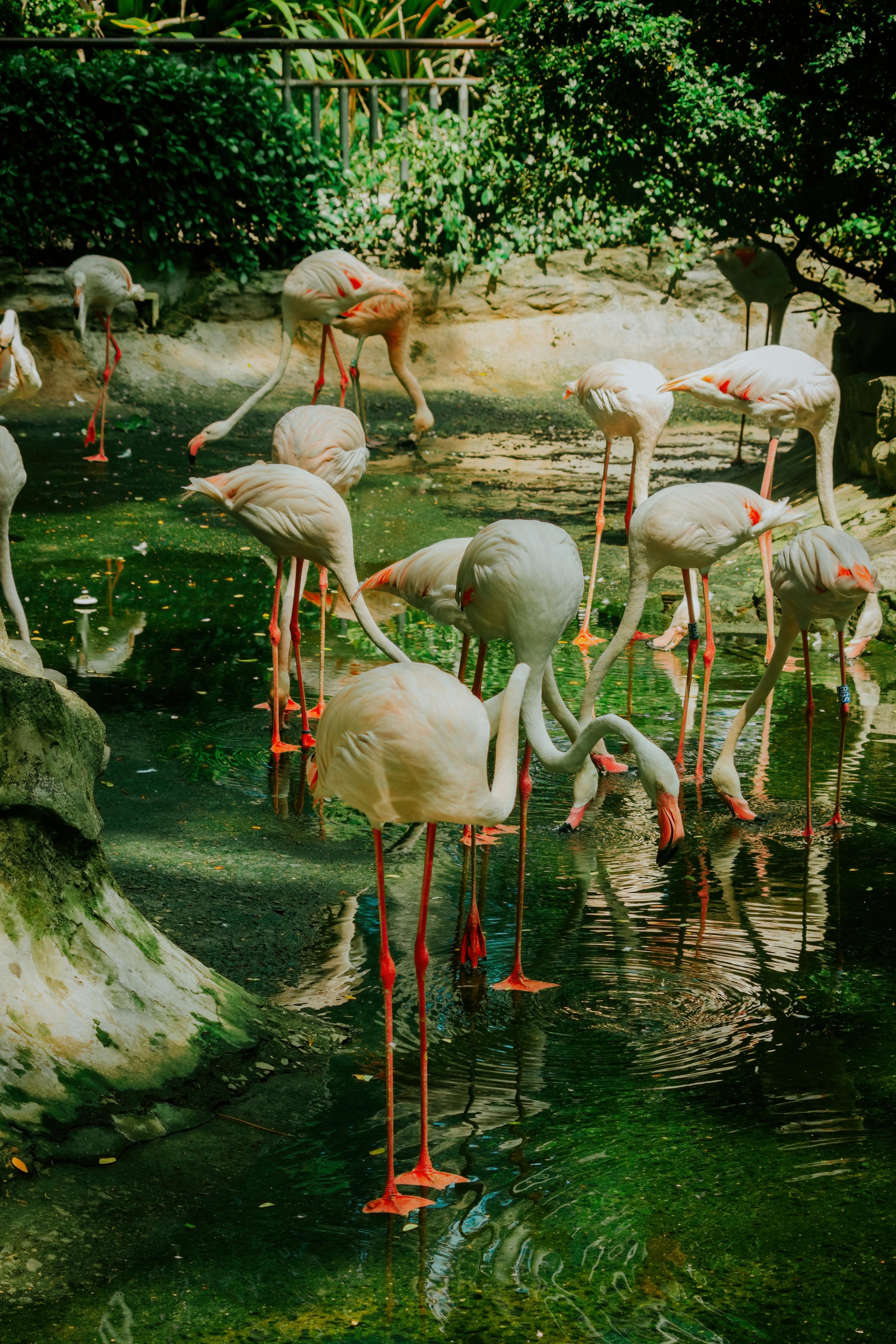 Grayscale Photo of Flamingos · Free Stock Photo