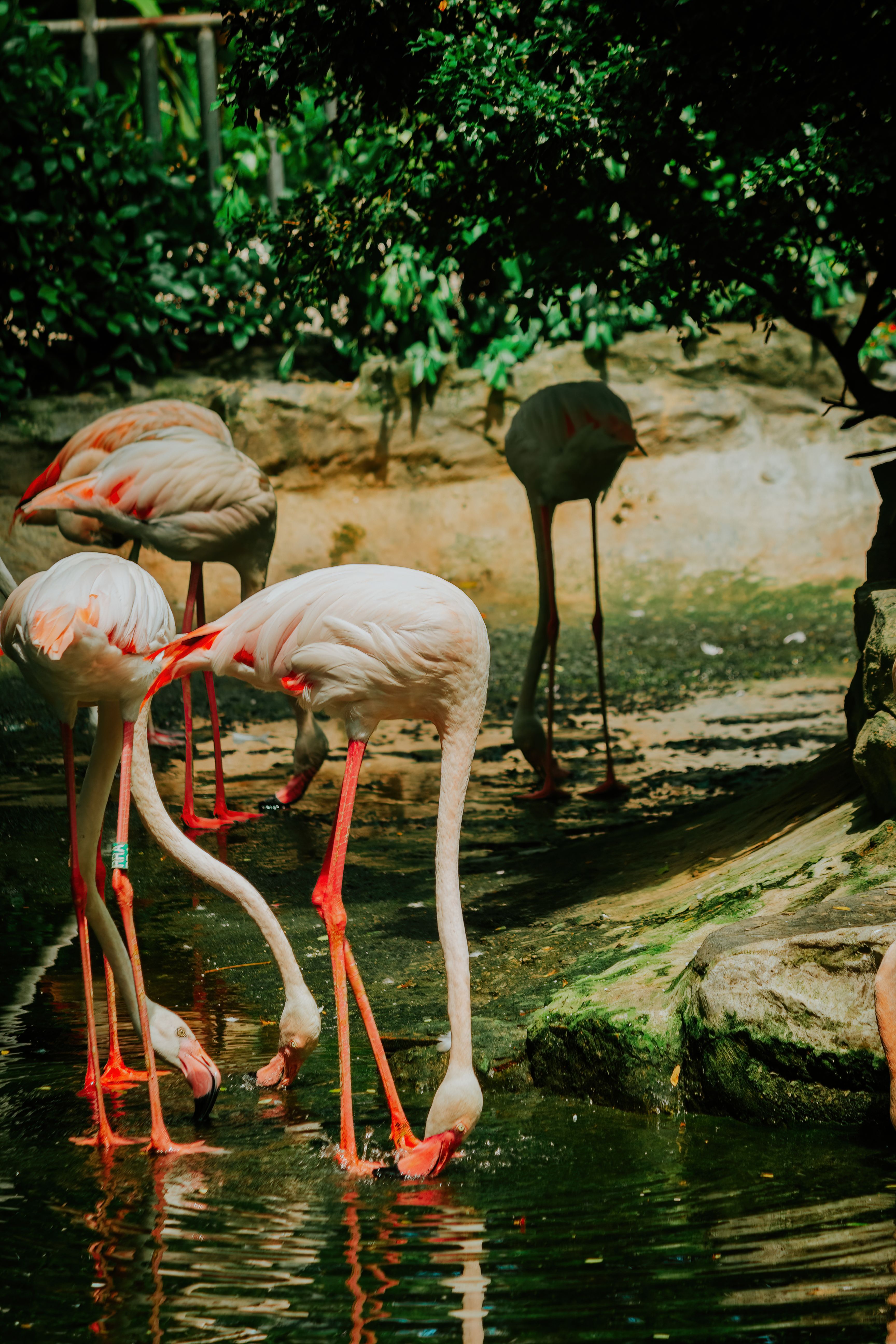 Flock of Flamingos in Water in Zoo · Free Stock Photo
