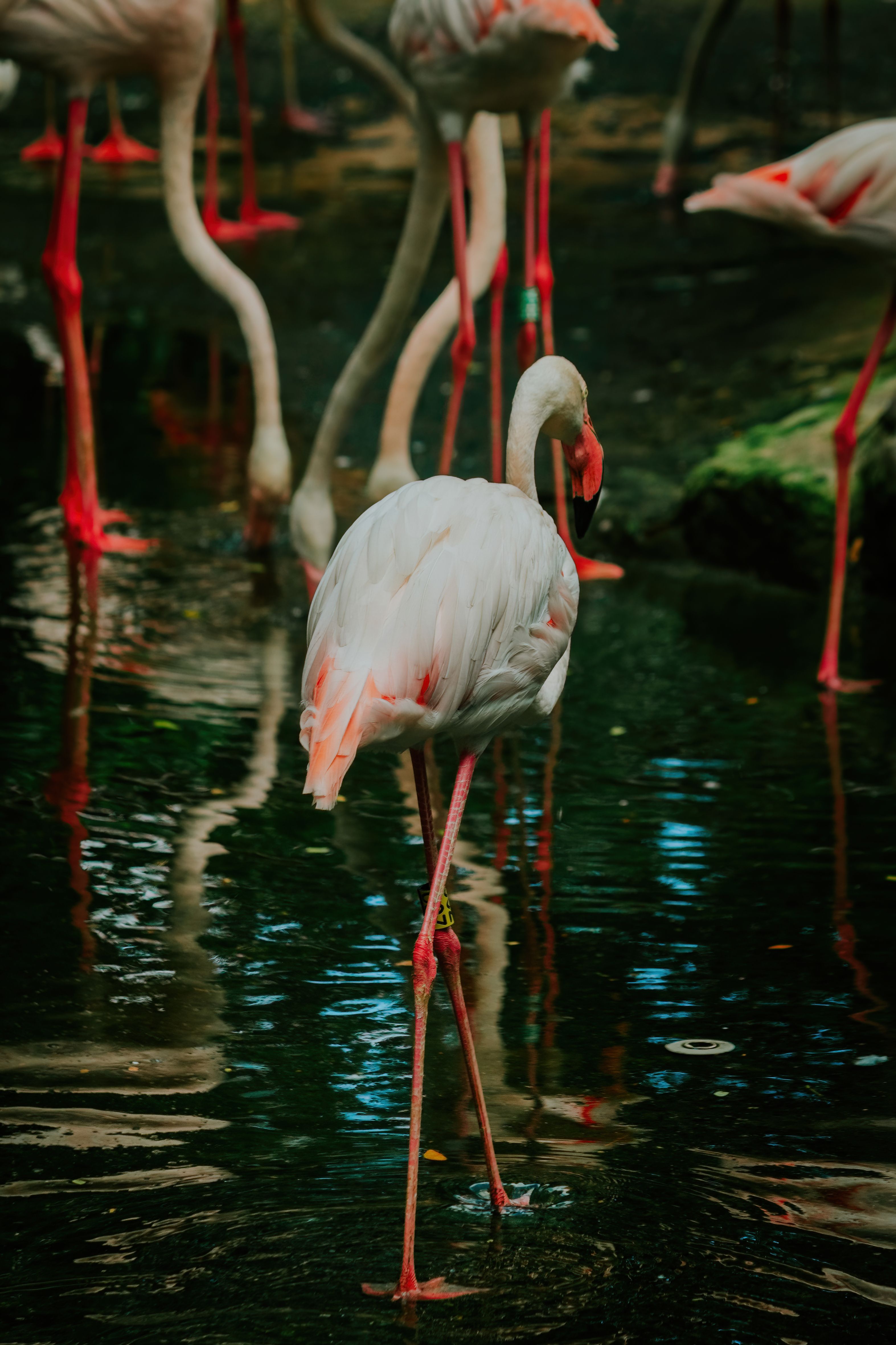 Flamingo in Flock · Free Stock Photo