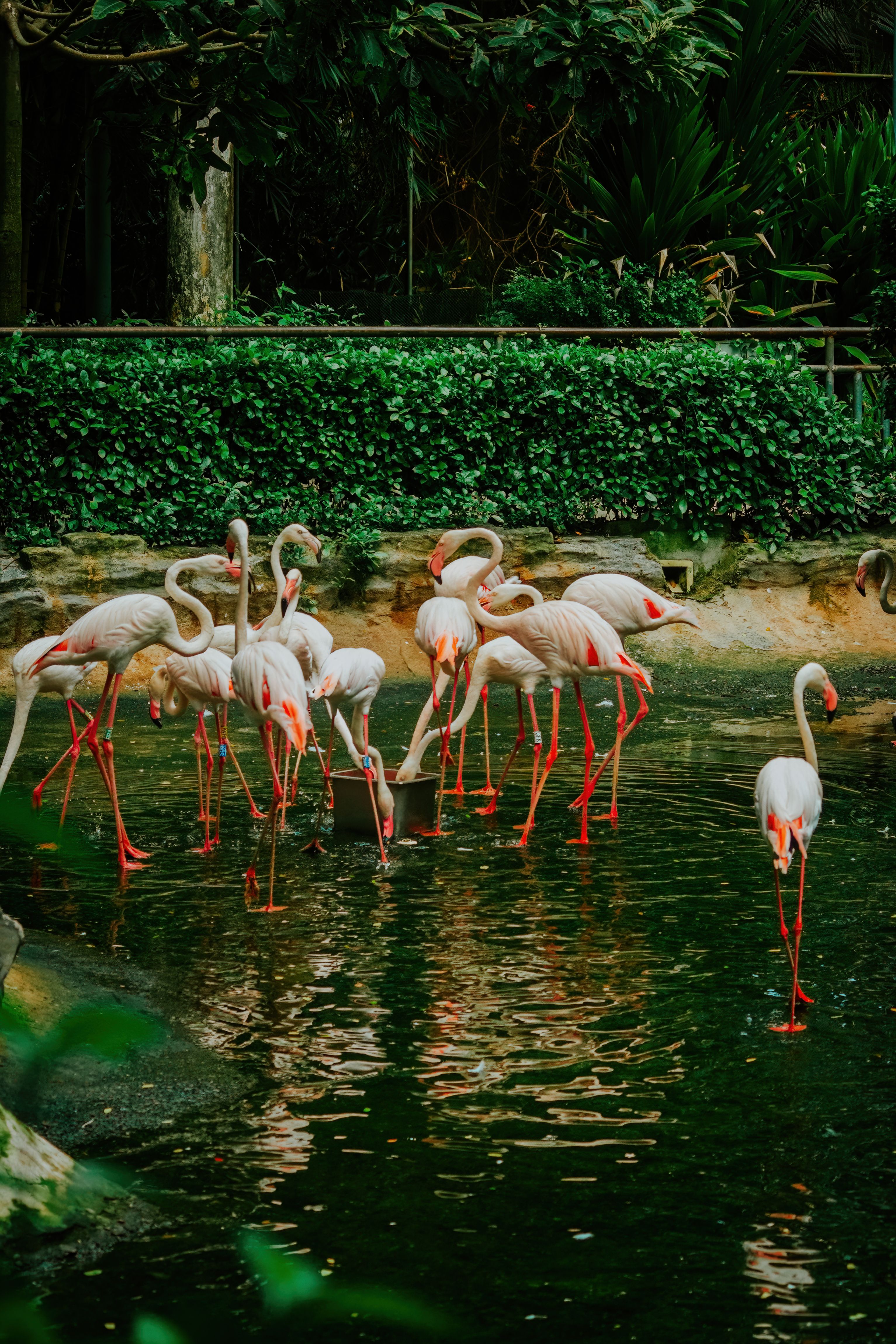 Flamingos in Zoo · Free Stock Photo