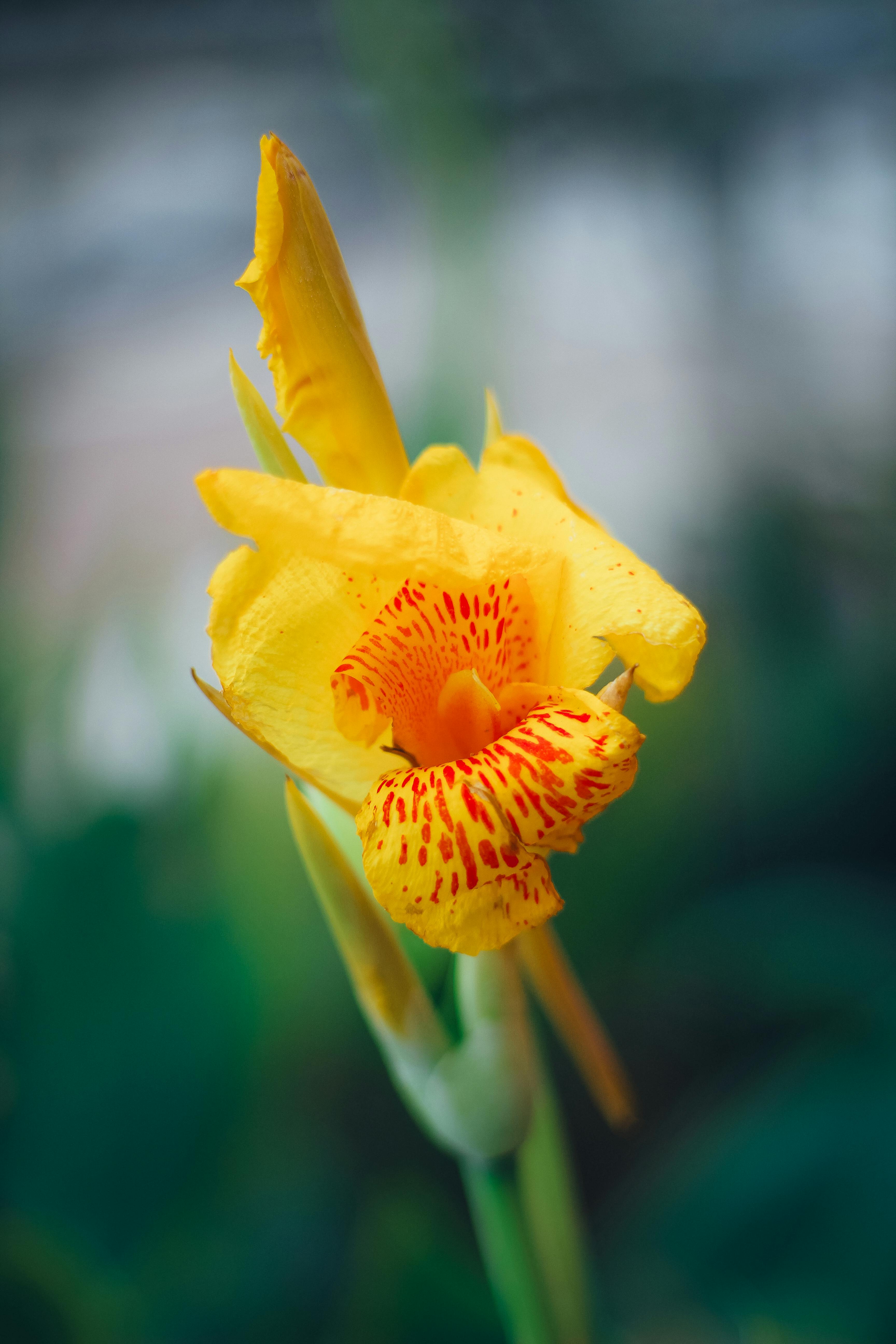 Indica Flower Photos, Download The BEST Free Indica Flower Stock Photos ...