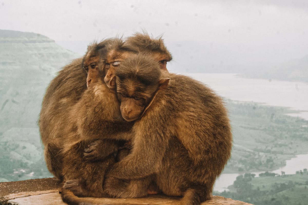 Monkeys Hugging Photos, Download The BEST Free Monkeys Hugging Stock ...