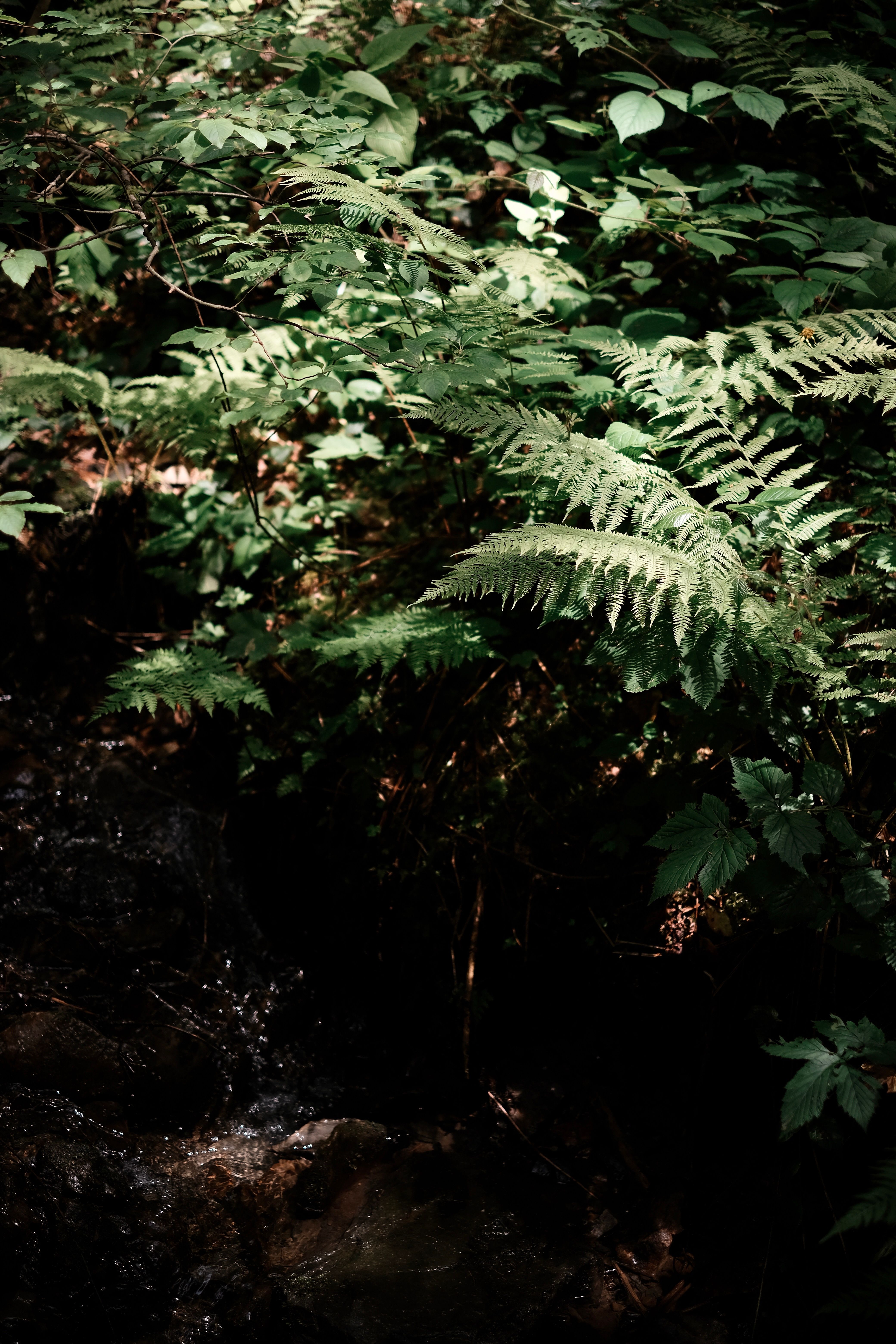 Green Trees and Bushes in Forest · Free Stock Photo