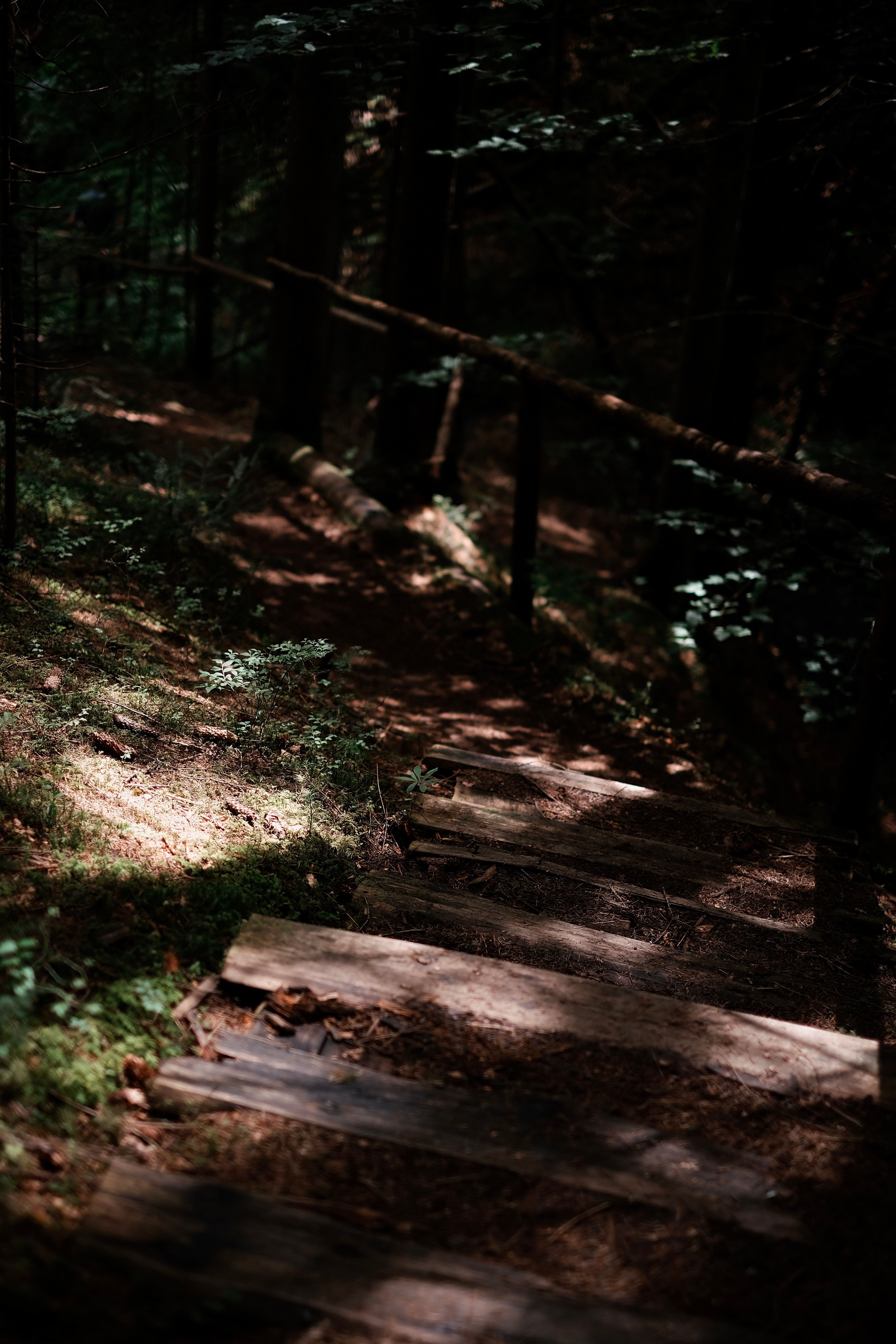 Wooden Steps and a Trail in the Forest · Free Stock Photo