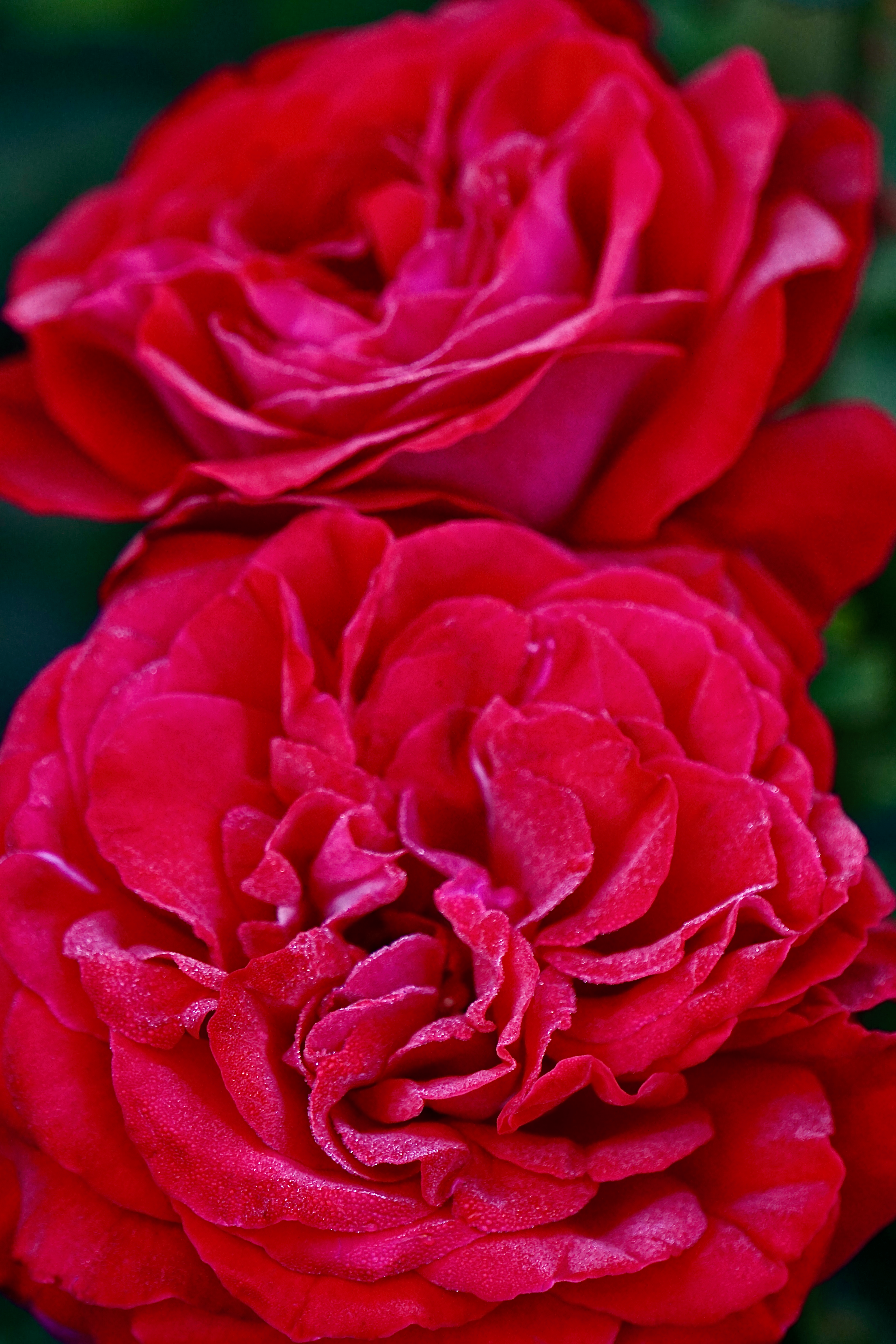 Close-up of Red Roses in the Garden · Free Stock Photo
