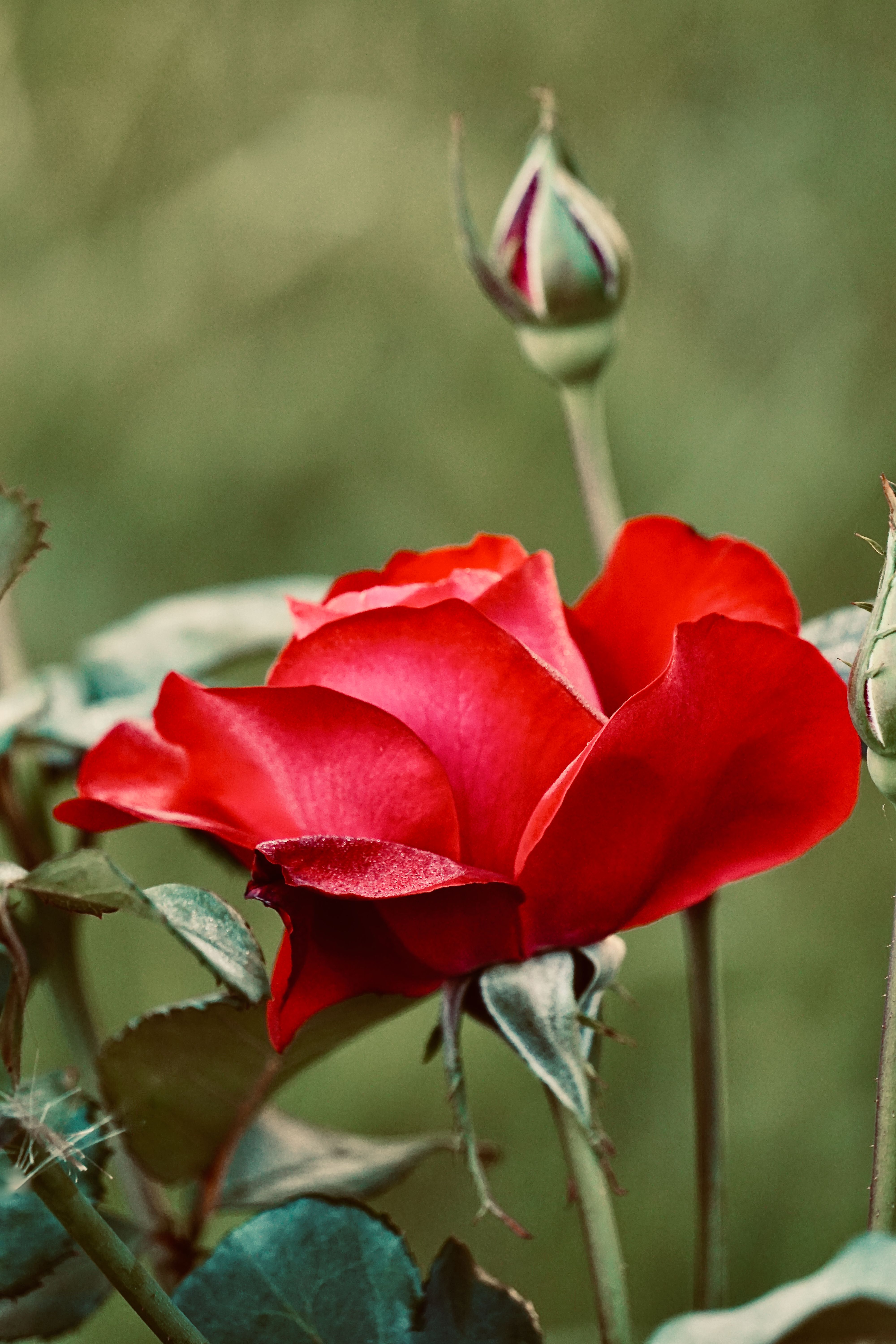 Close-up of a Red Rose in a Garden · Free Stock Photo