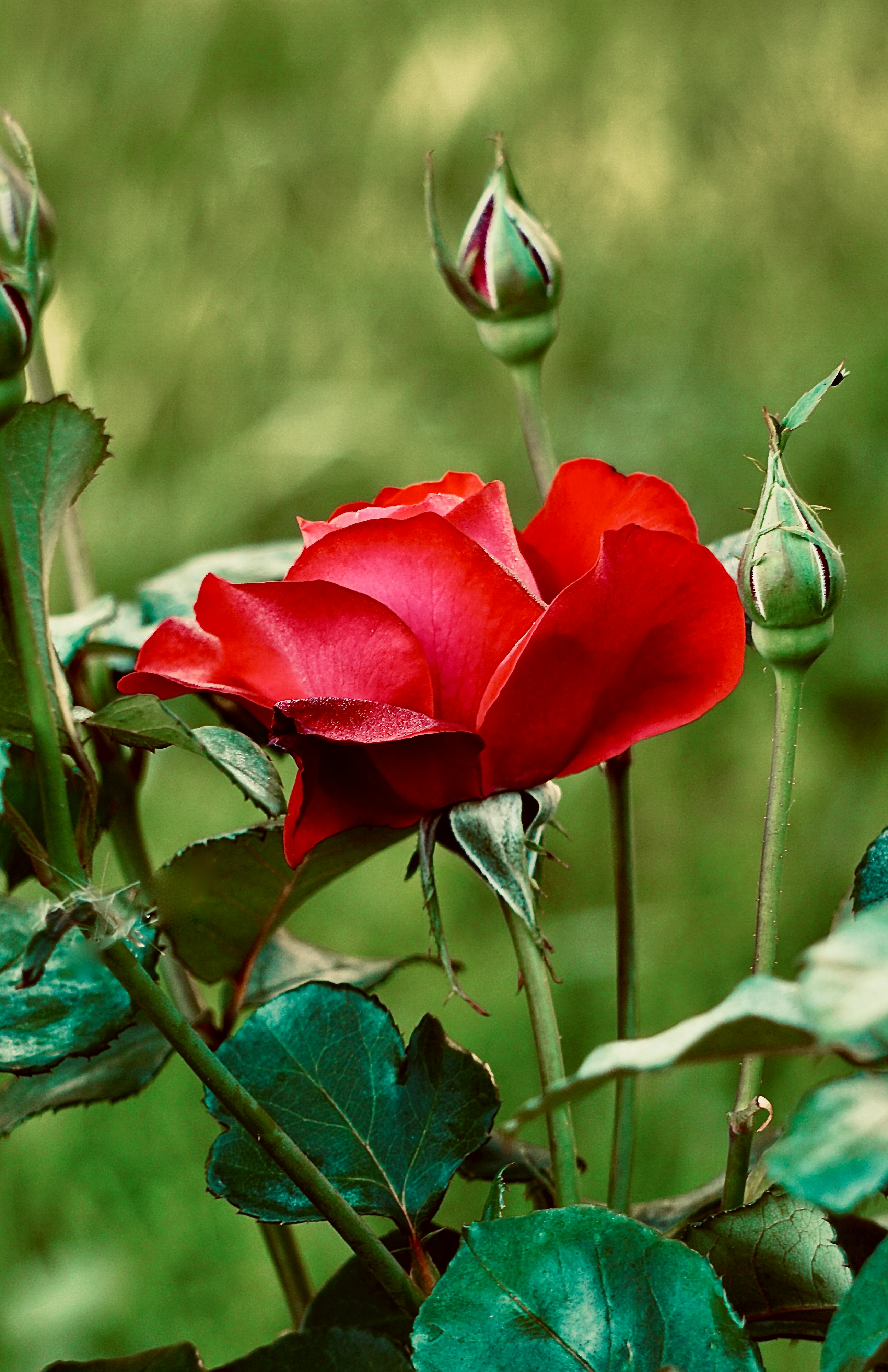 Beautiful Red Roses Garden