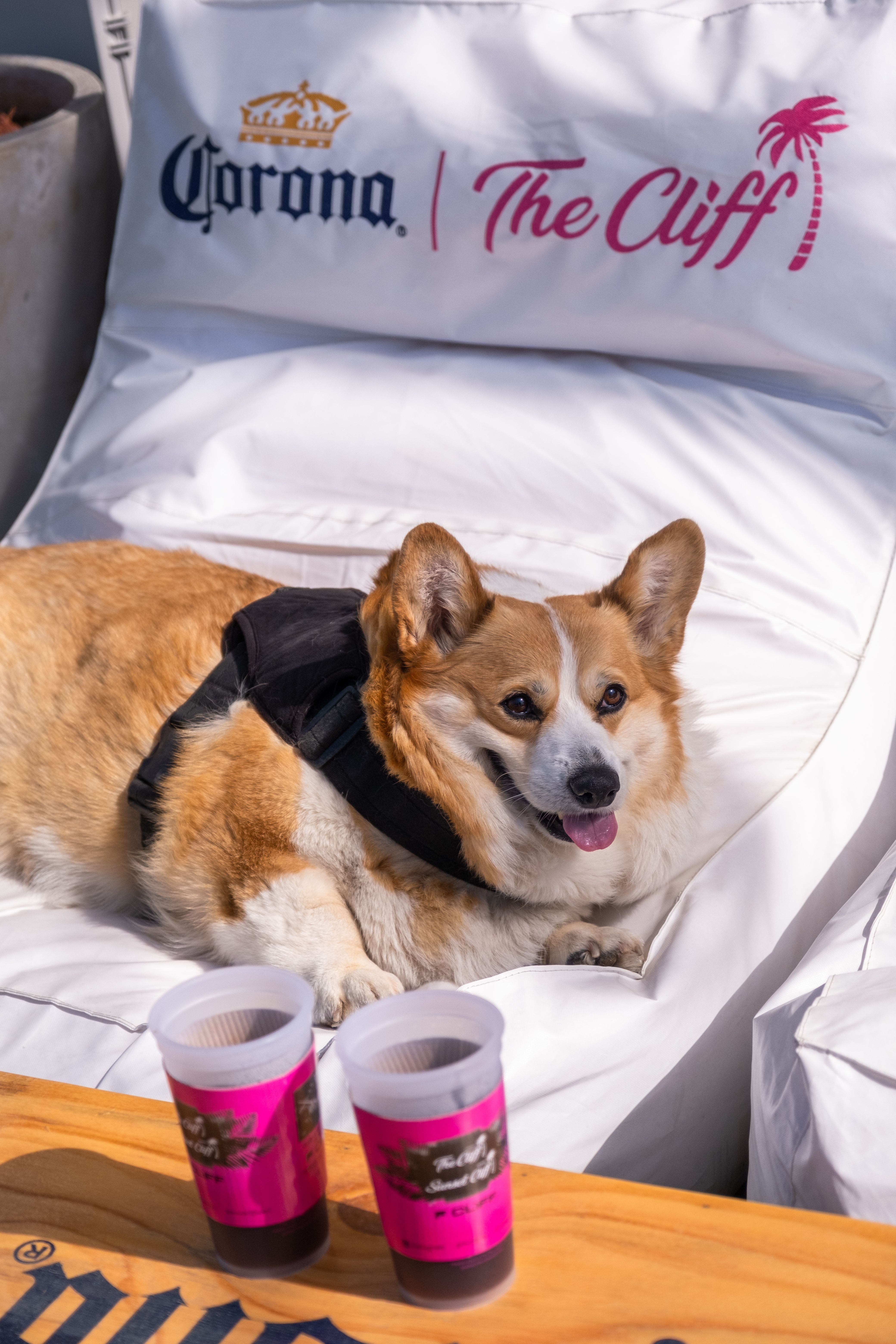 Dog Lying on Lounger · Free Stock Photo