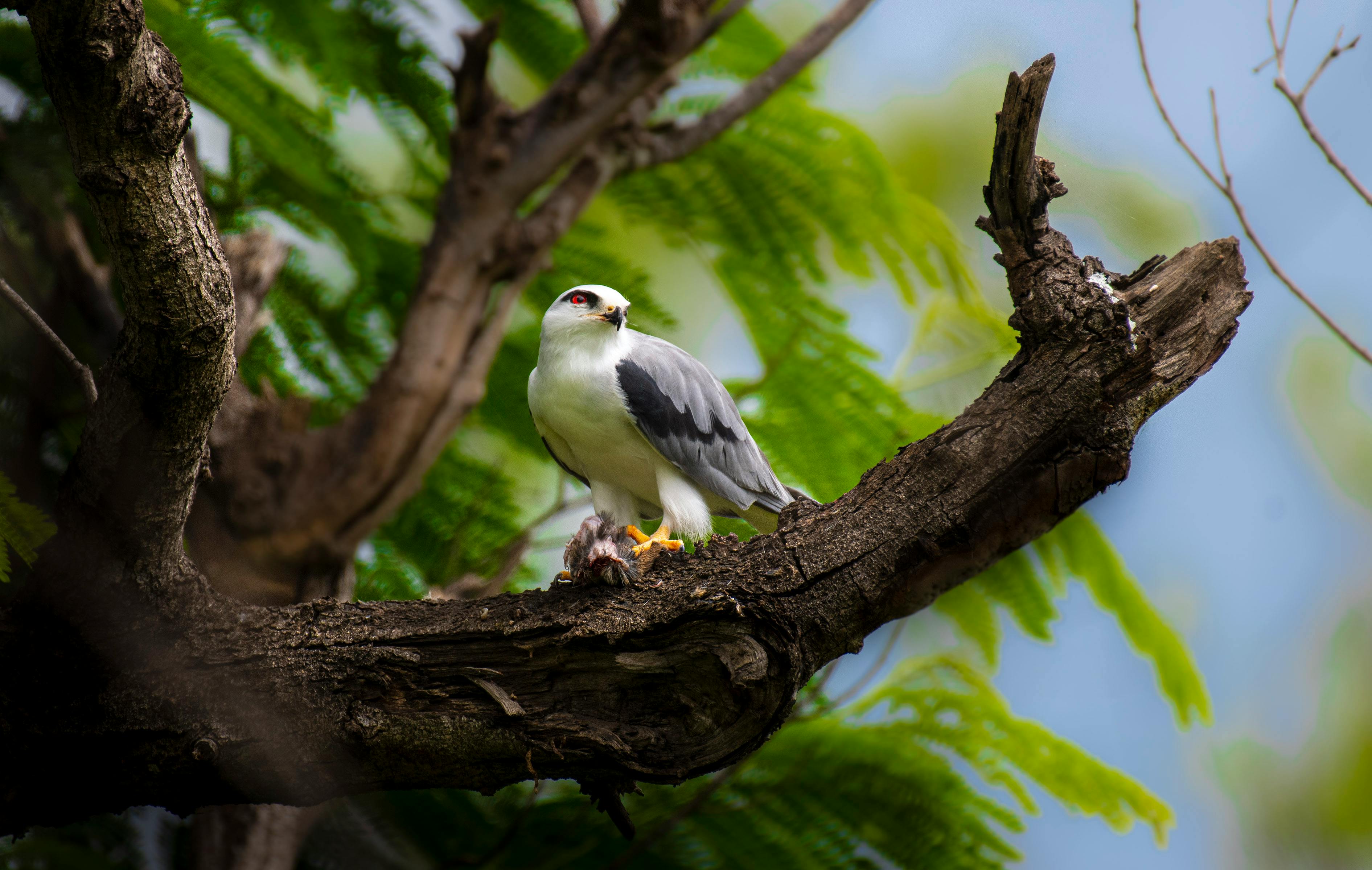 Solar Tree Photos, Download The BEST Free Solar Tree Stock Photos & HD ...