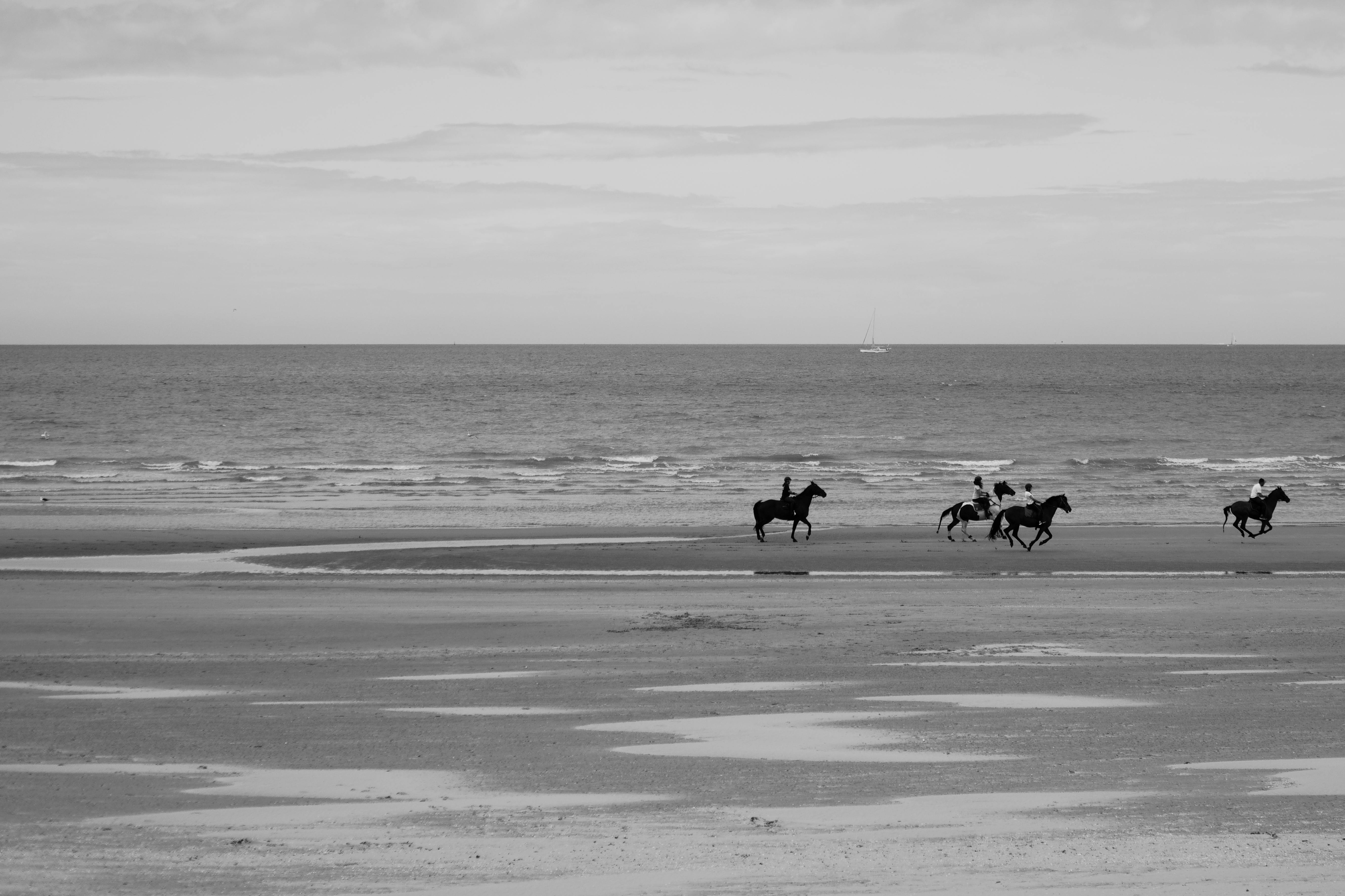 Wide Horses Wallpapaer Photos, Download The BEST Free Wide Horses ...