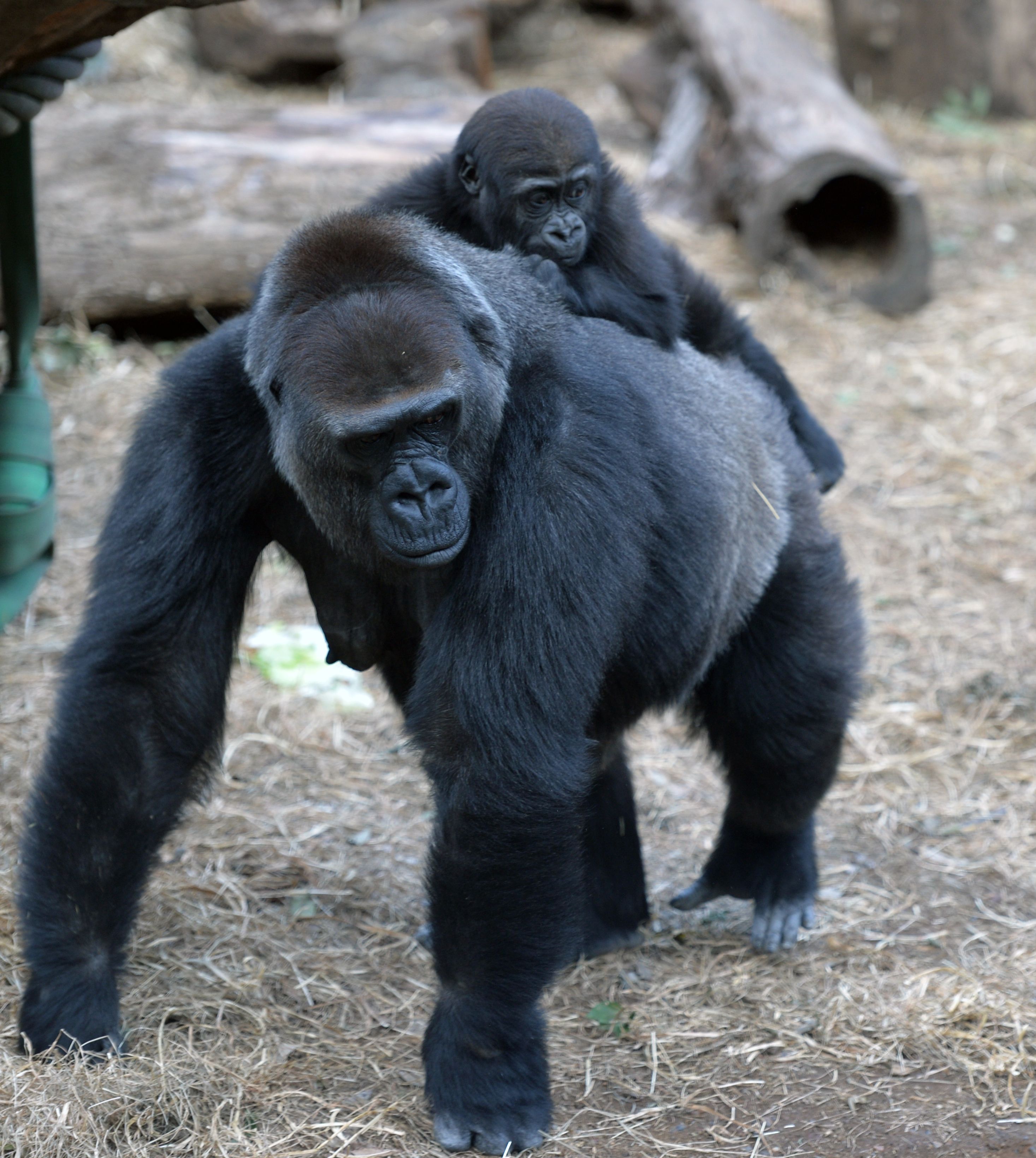 Gorilla Back Photos, Download The BEST Free Gorilla Back Stock Photos ...