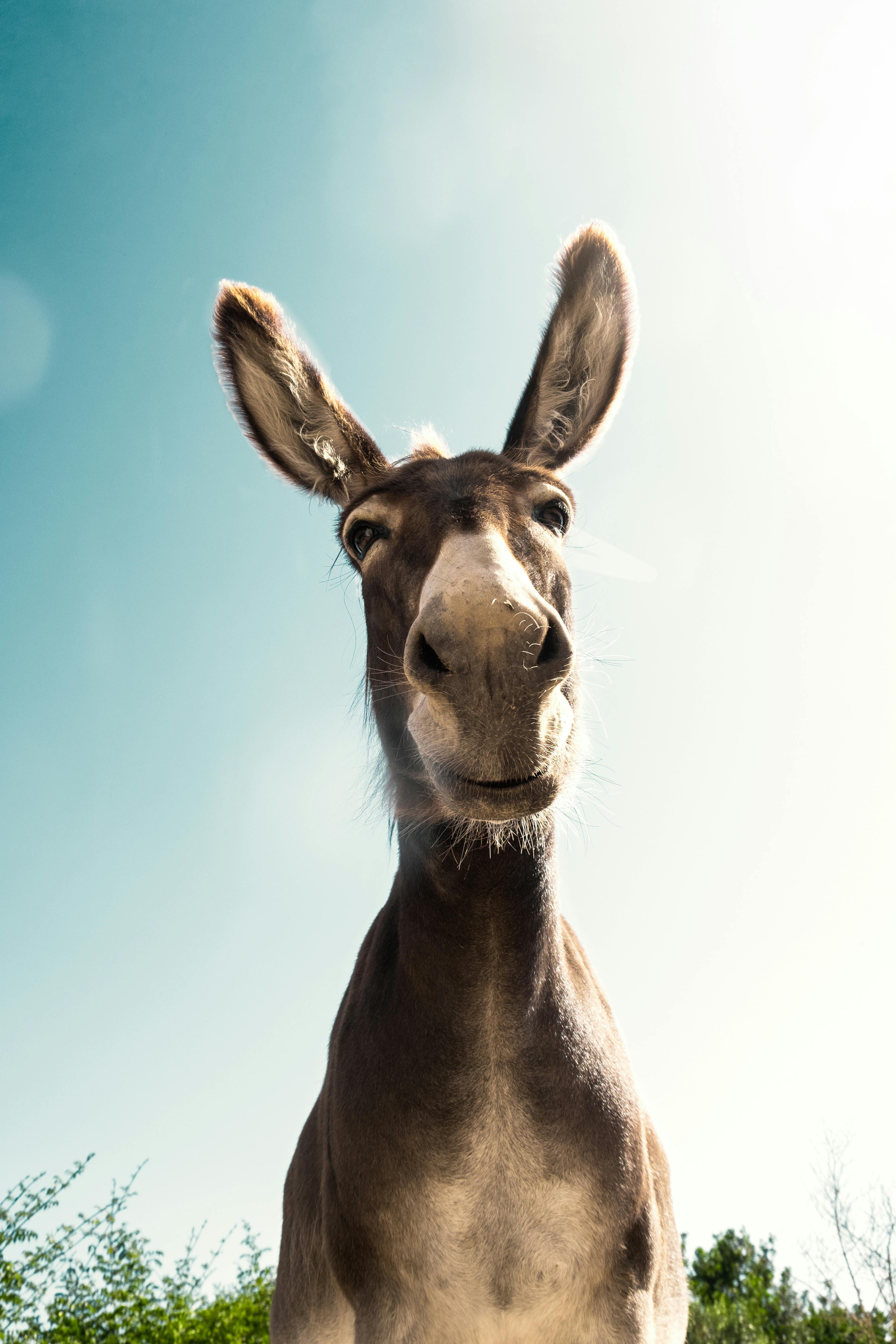 Low Angle Shot of Standing Mule · Free Stock Photo