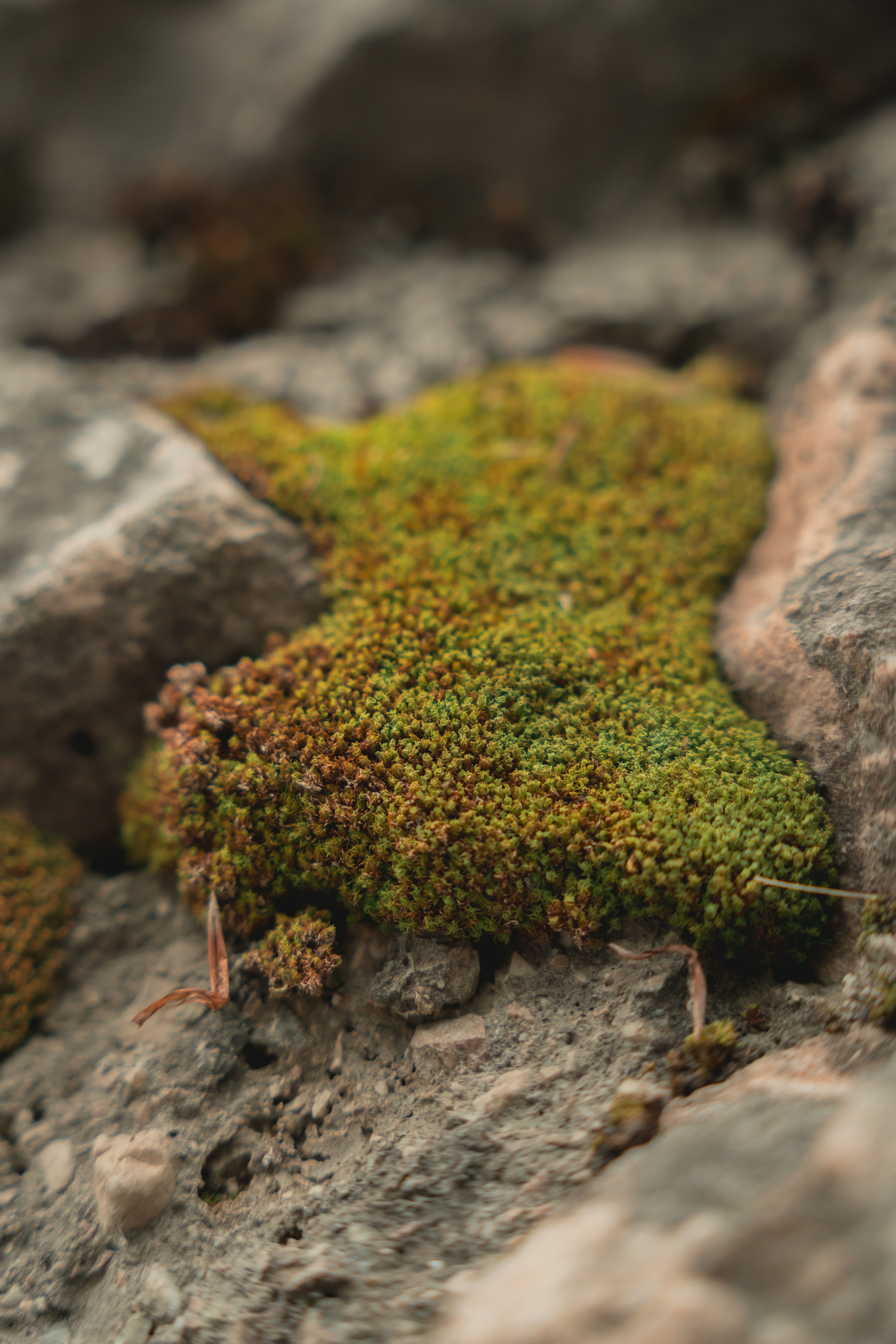 Close-up Photo of Green Algae · Free Stock Photo