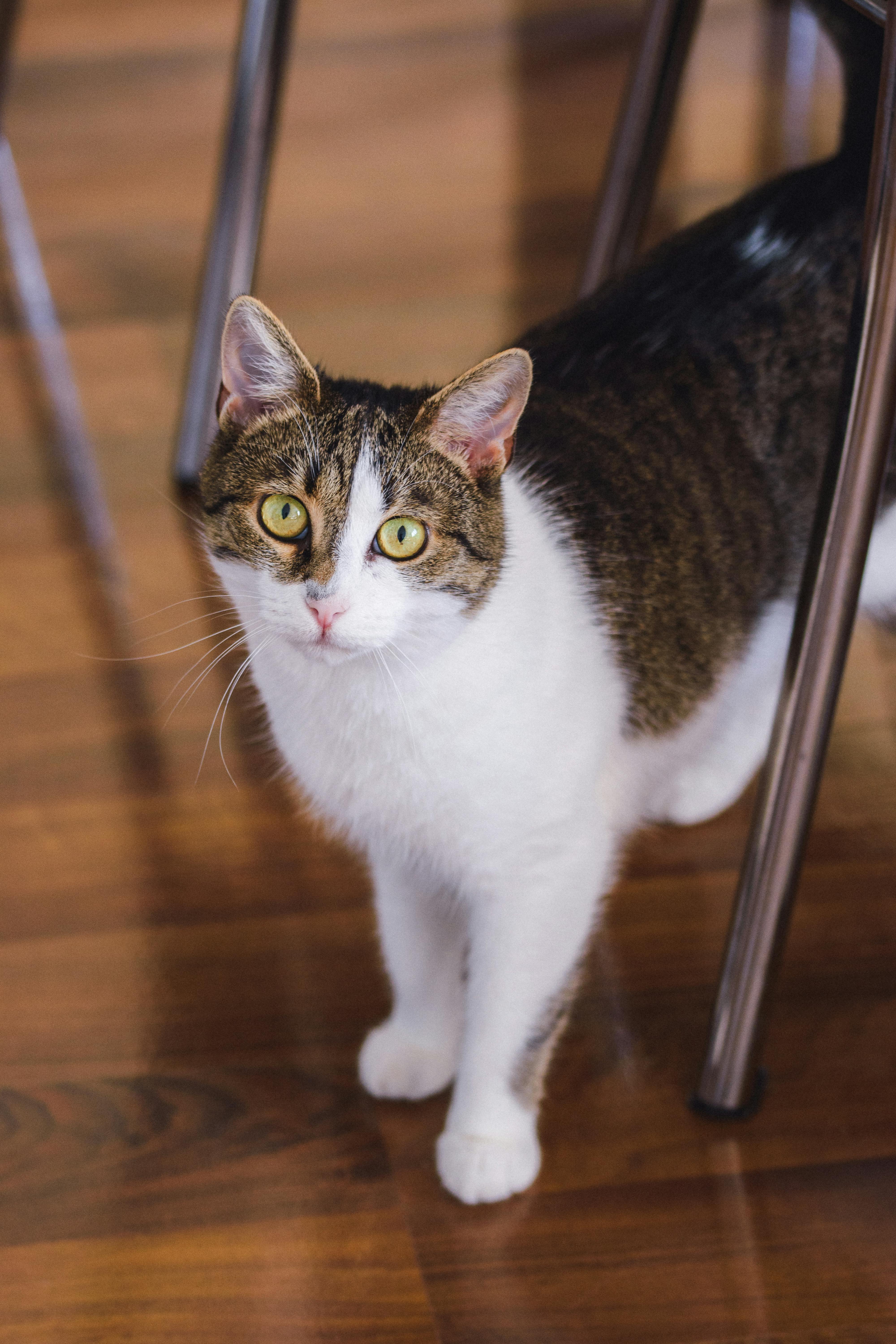 Cat under Chair on Wooden Floor · Free Stock Photo