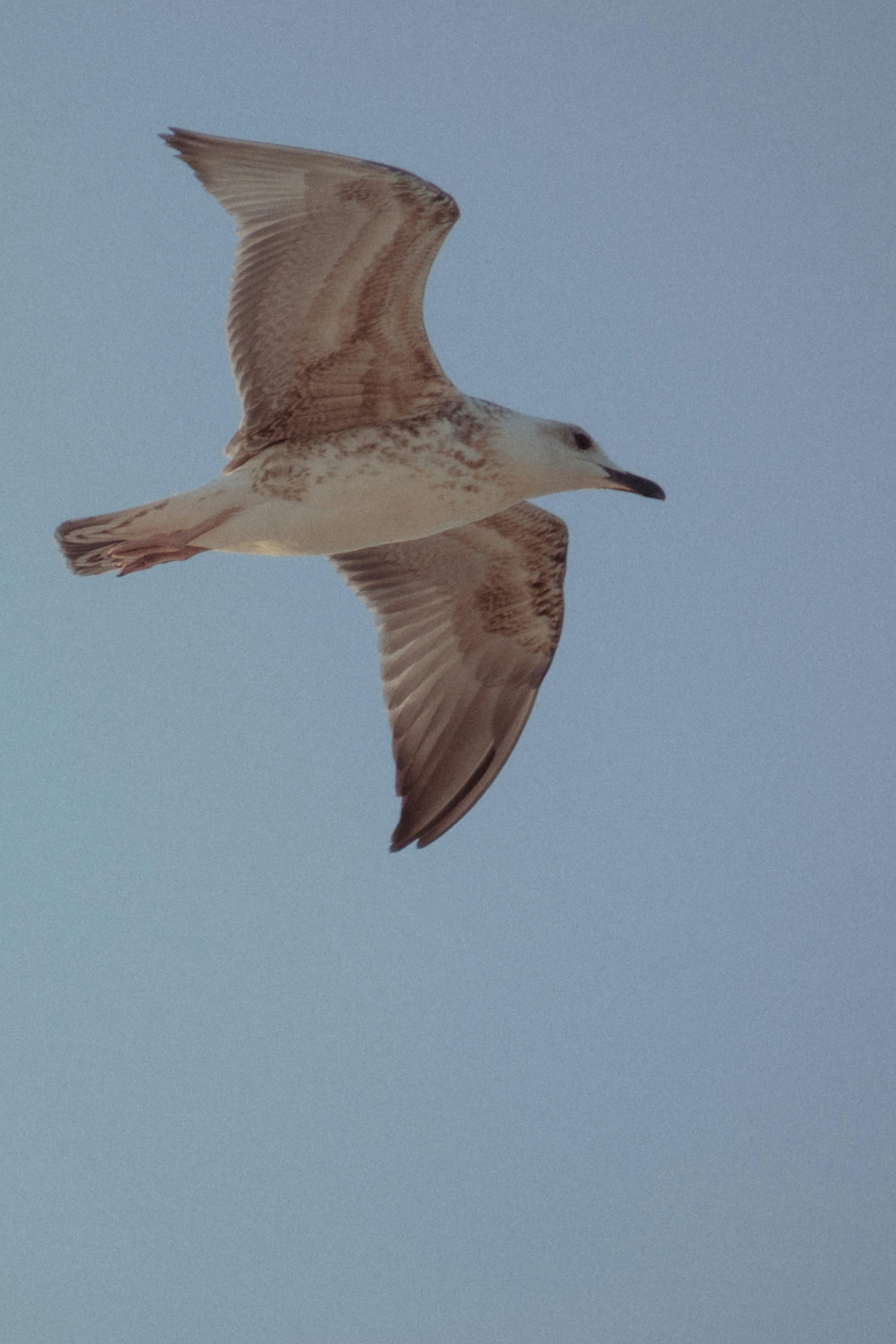 Birds Flying on Clear Sky · Free Stock Photo