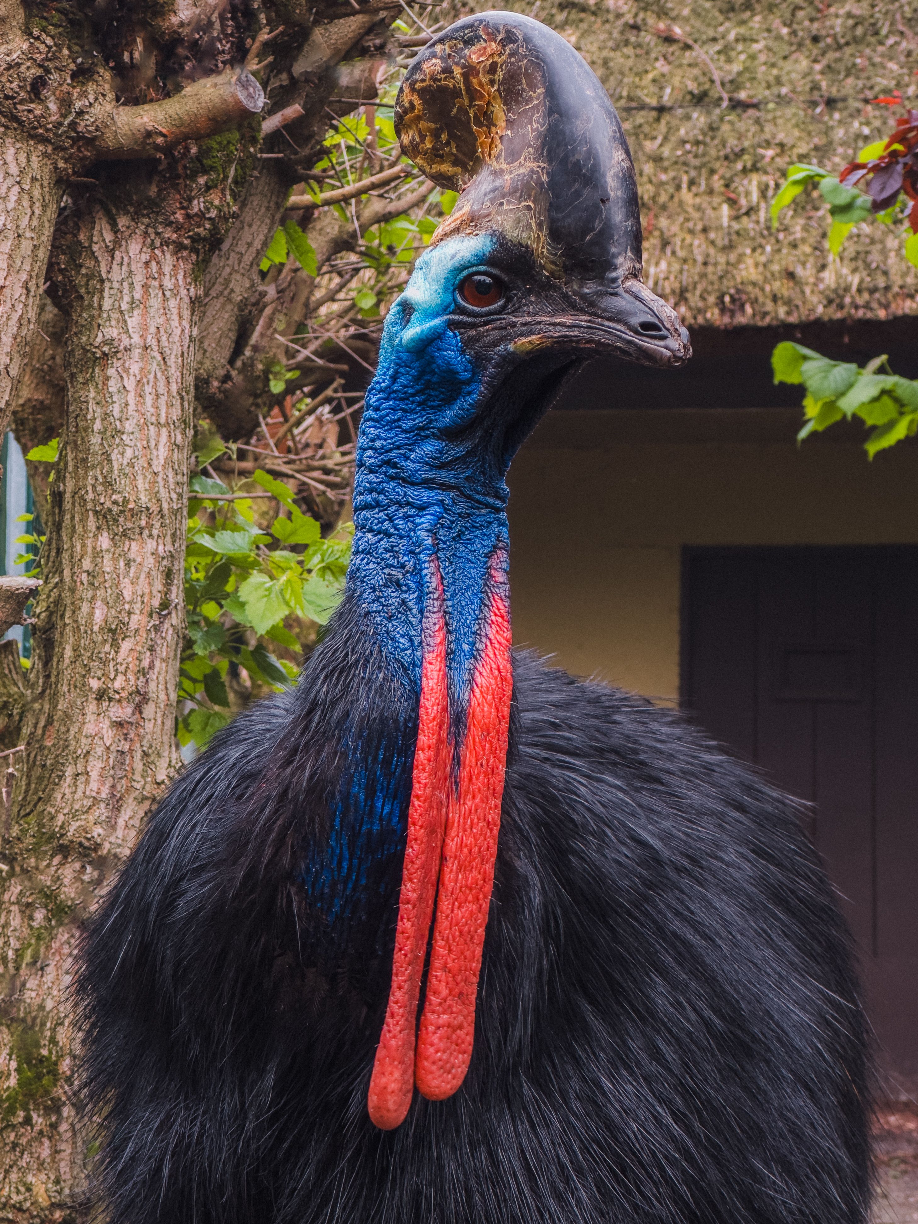 Photo gratuite de allemagne, caroncules rouges, casoar du sud, casque ...