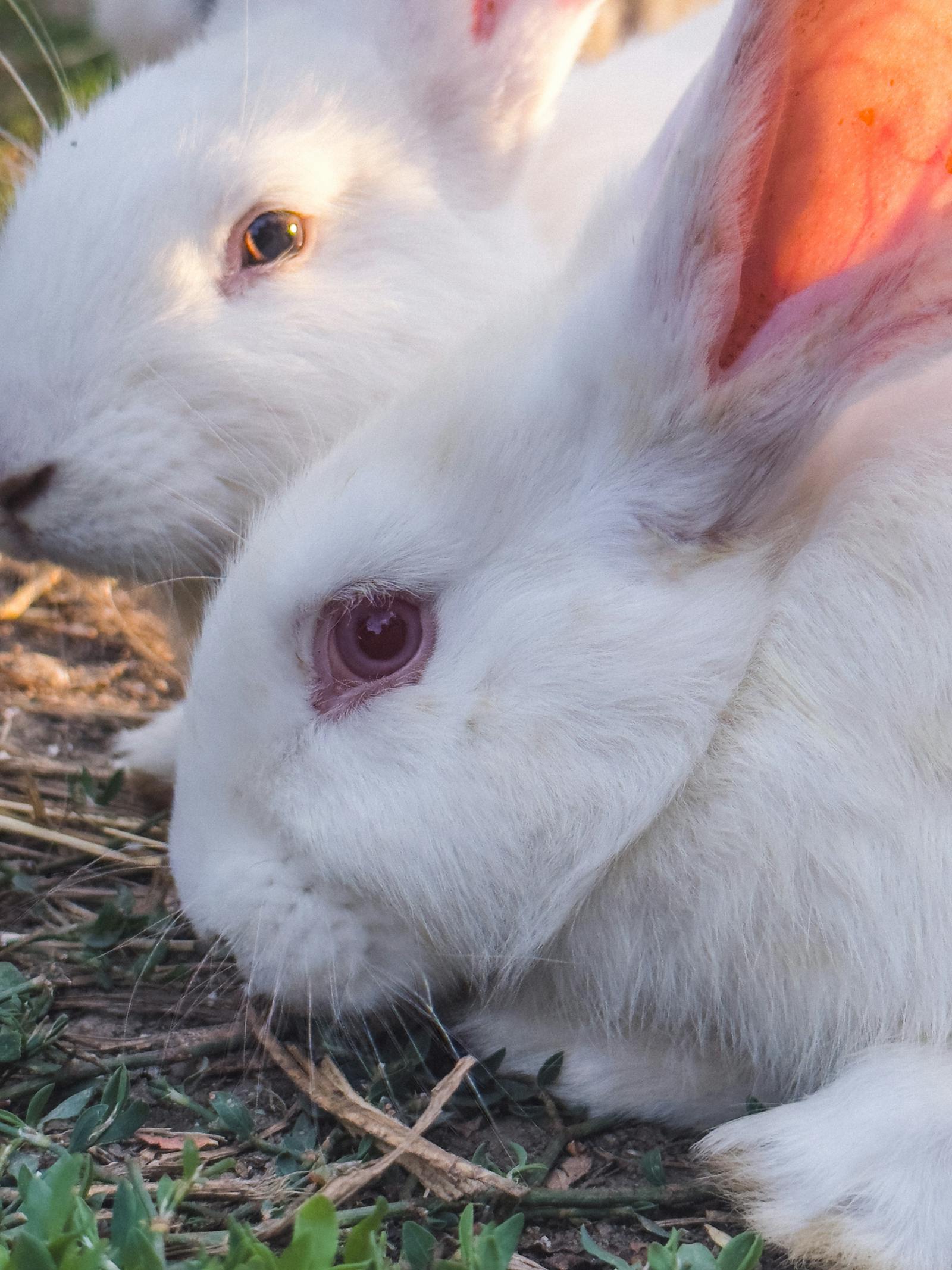 Rabbits Pets Photos, Download The BEST Free Rabbits Pets Stock Photos ...