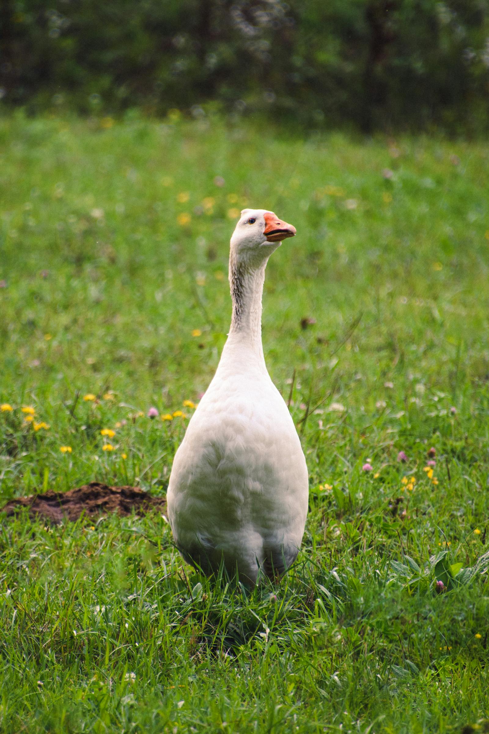 Goose Eat Photos, Download The BEST Free Goose Eat Stock Photos & HD Images