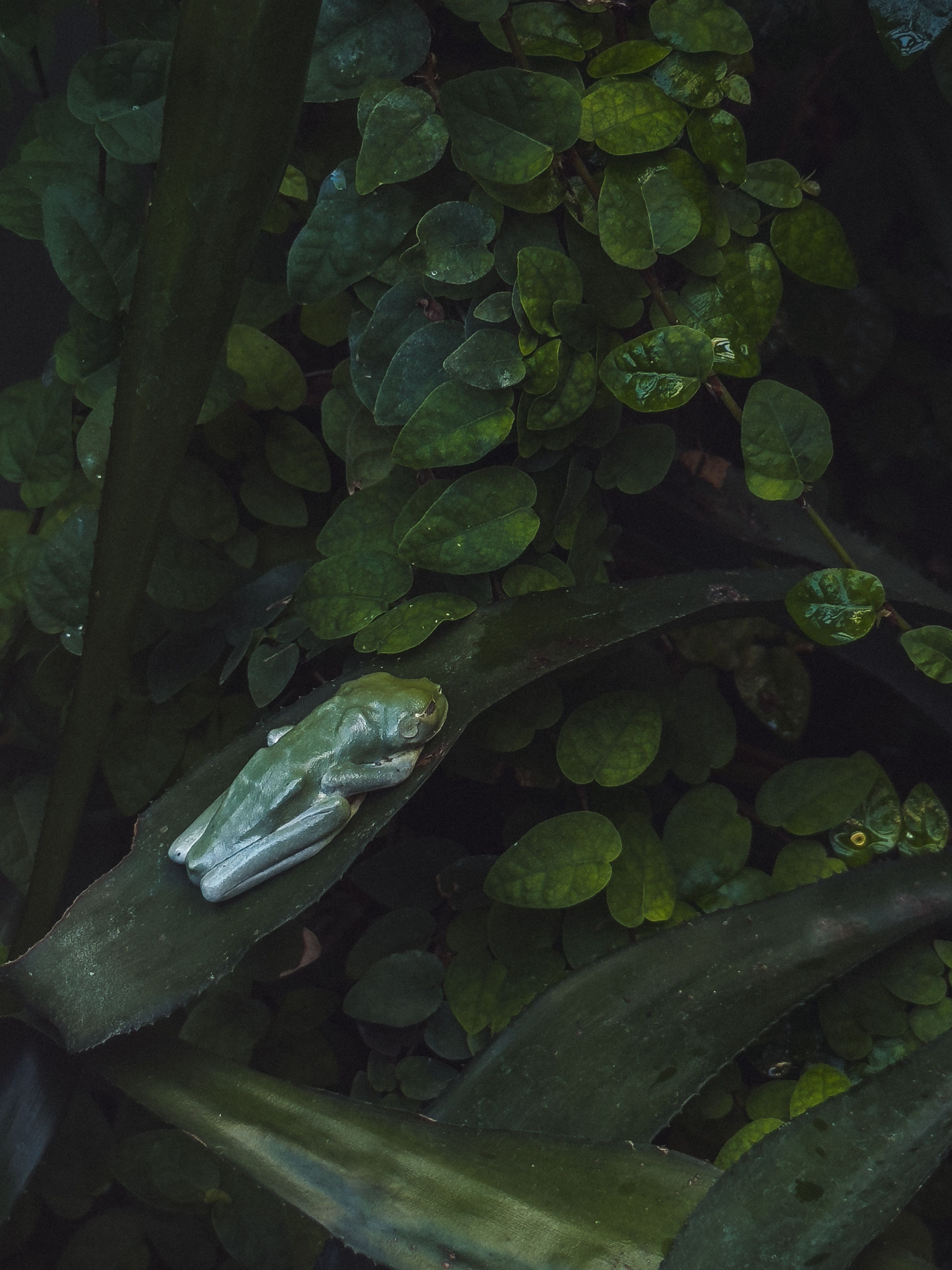 Chinese Frog Chime Photos, Download The BEST Free Chinese Frog Chime ...