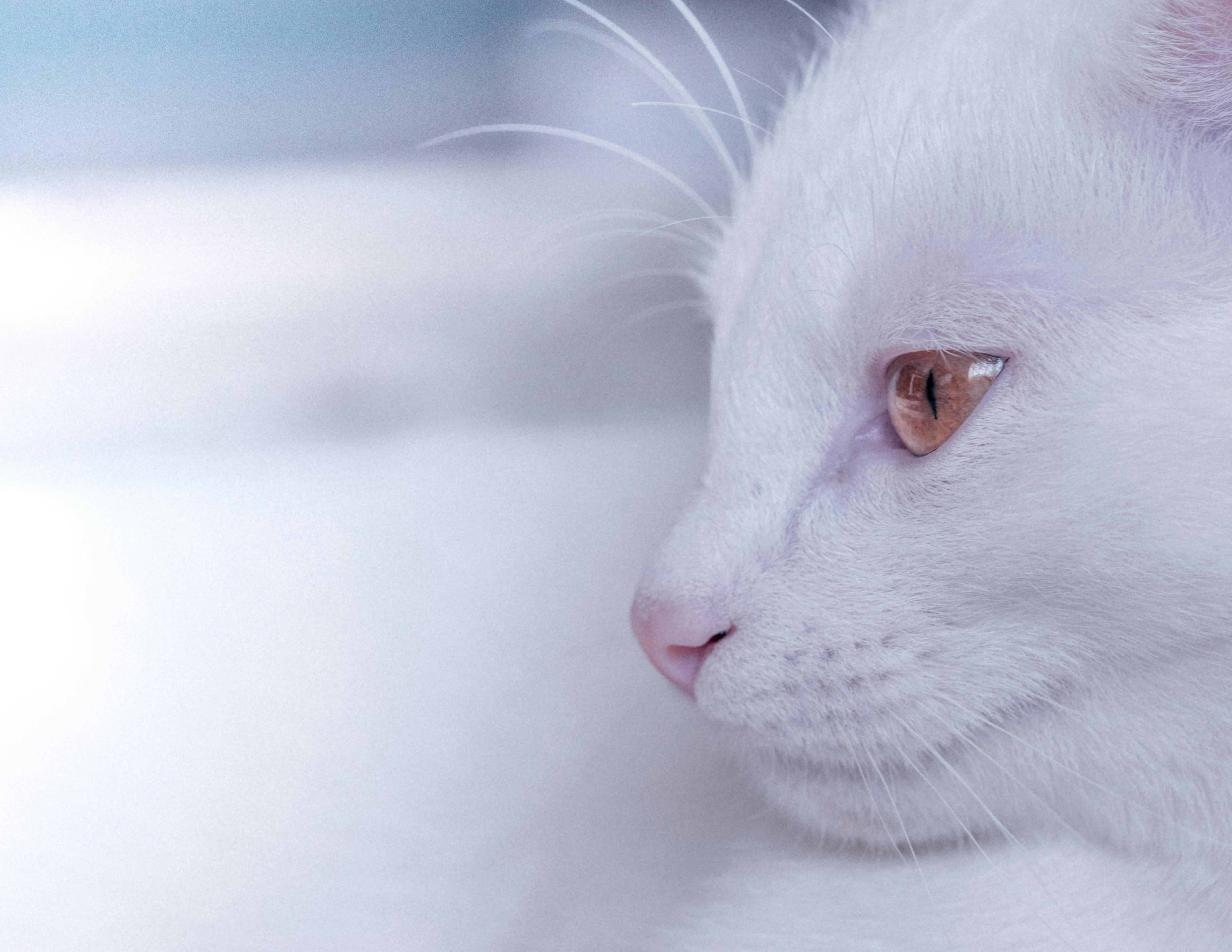 White Cat Wallpaper Photos, Download The BEST Free White Cat Wallpaper ...