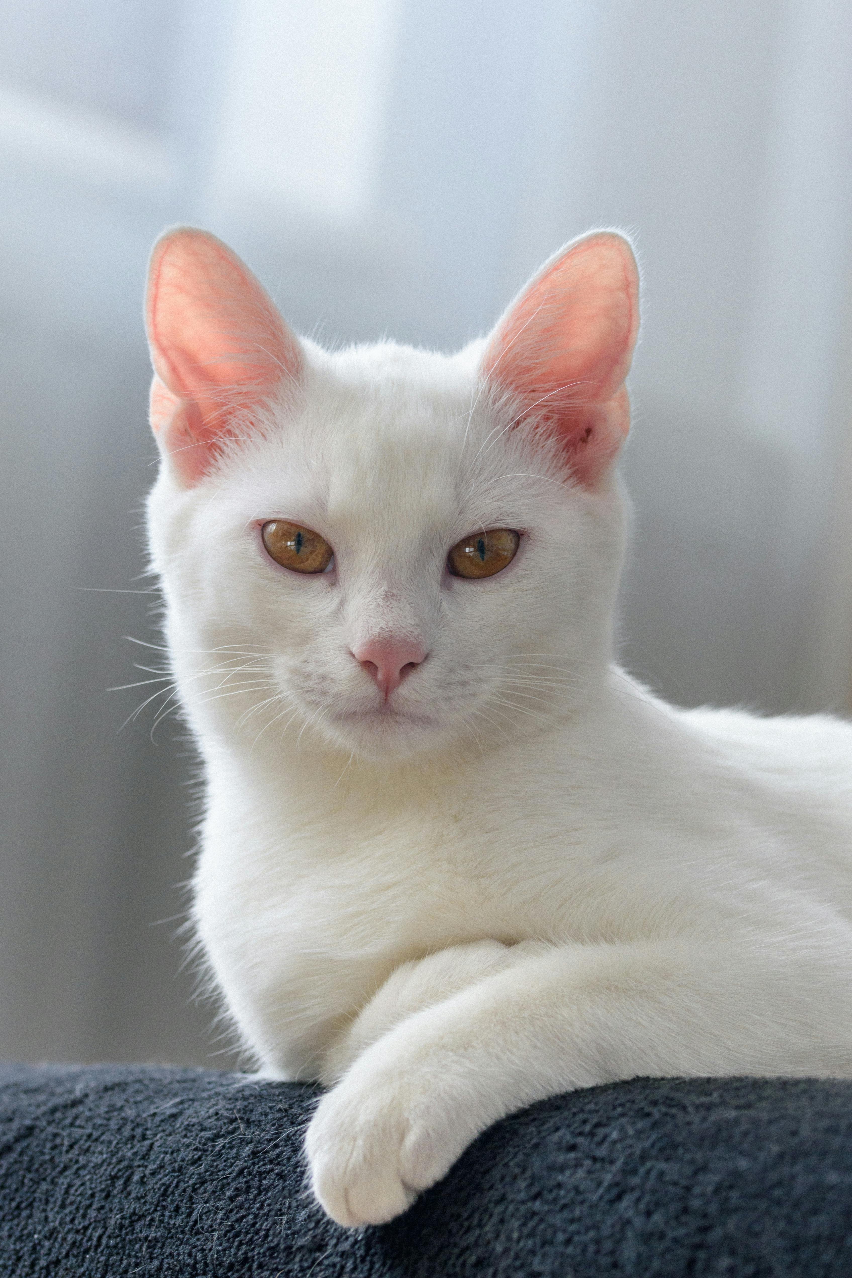 White Cat Sitting on Sofa · Free Stock Photo