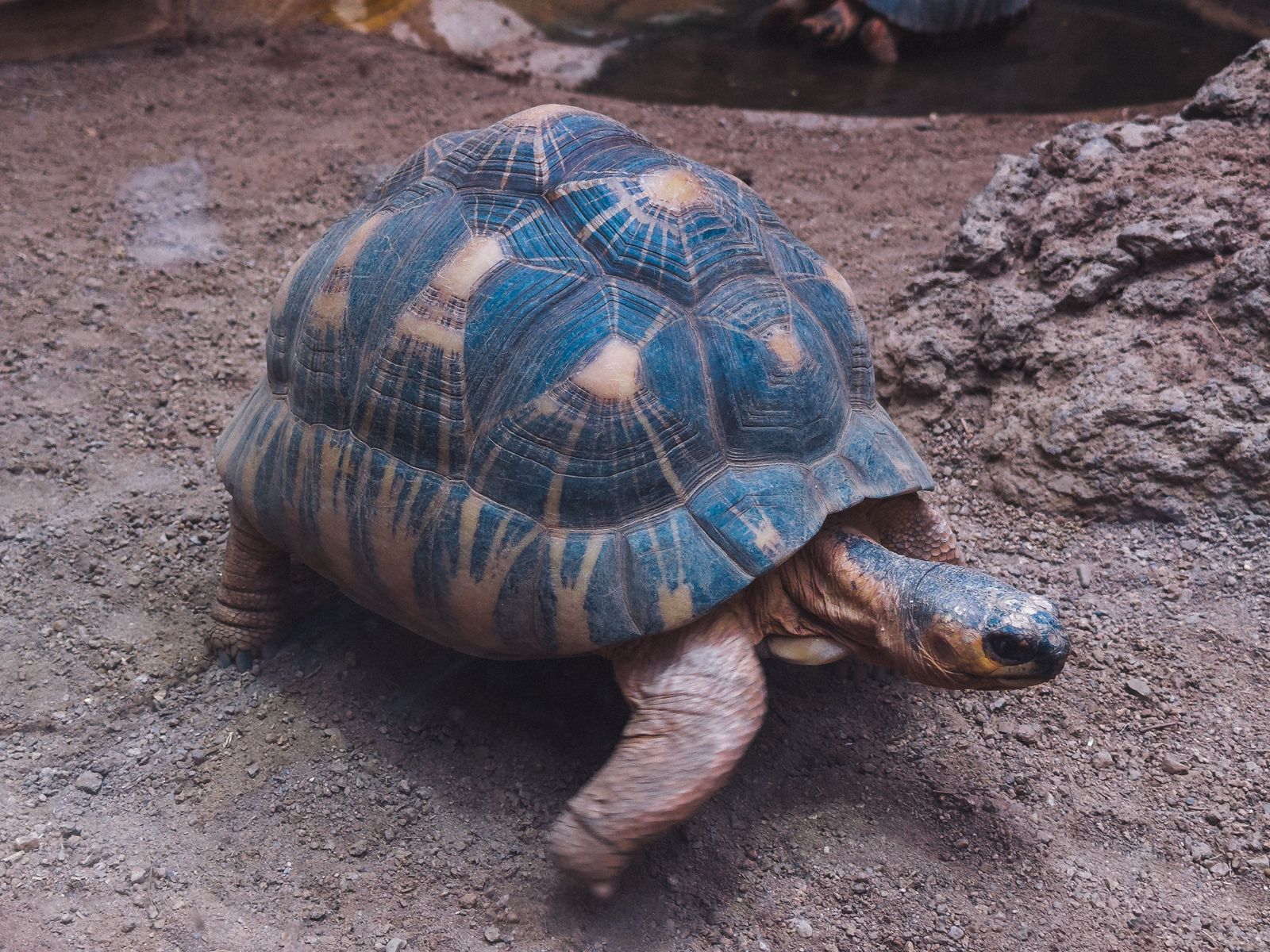 Radiated Tortoise Photos, Download The BEST Free Radiated Tortoise ...