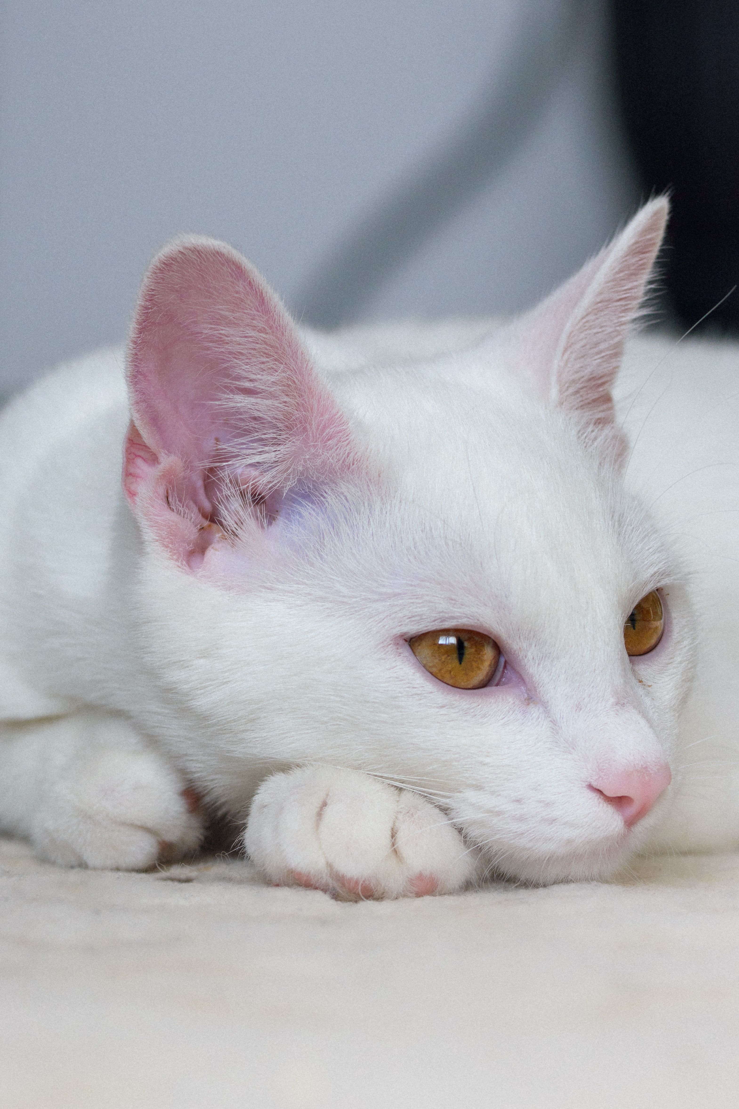 White Cat Lying Down · Free Stock Photo