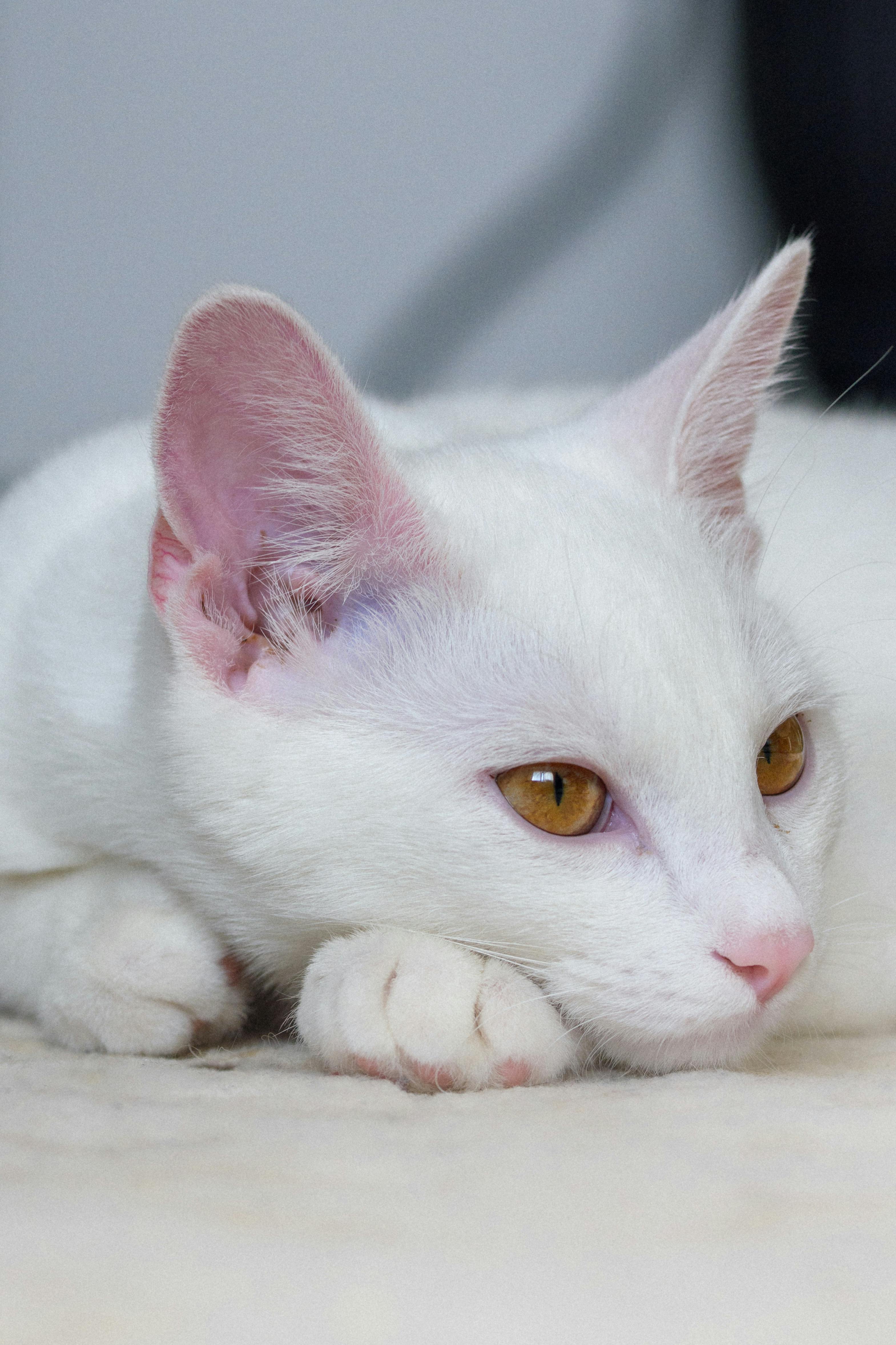 White Cat Lying Down · Free Stock Photo