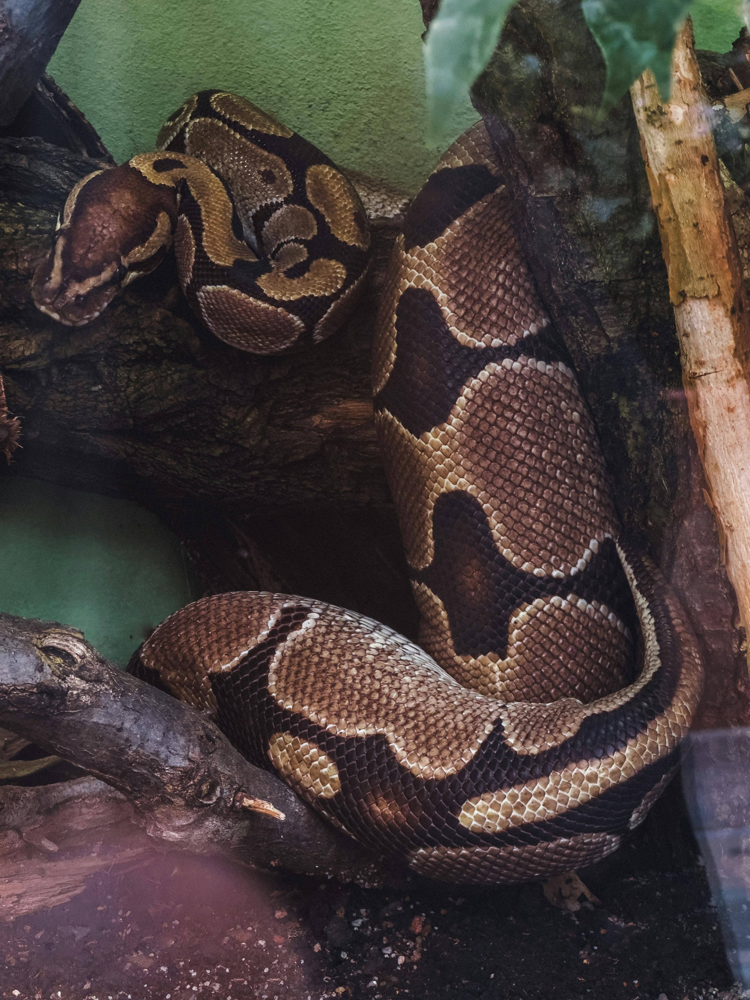 Close up of Ball Python · Free Stock Photo