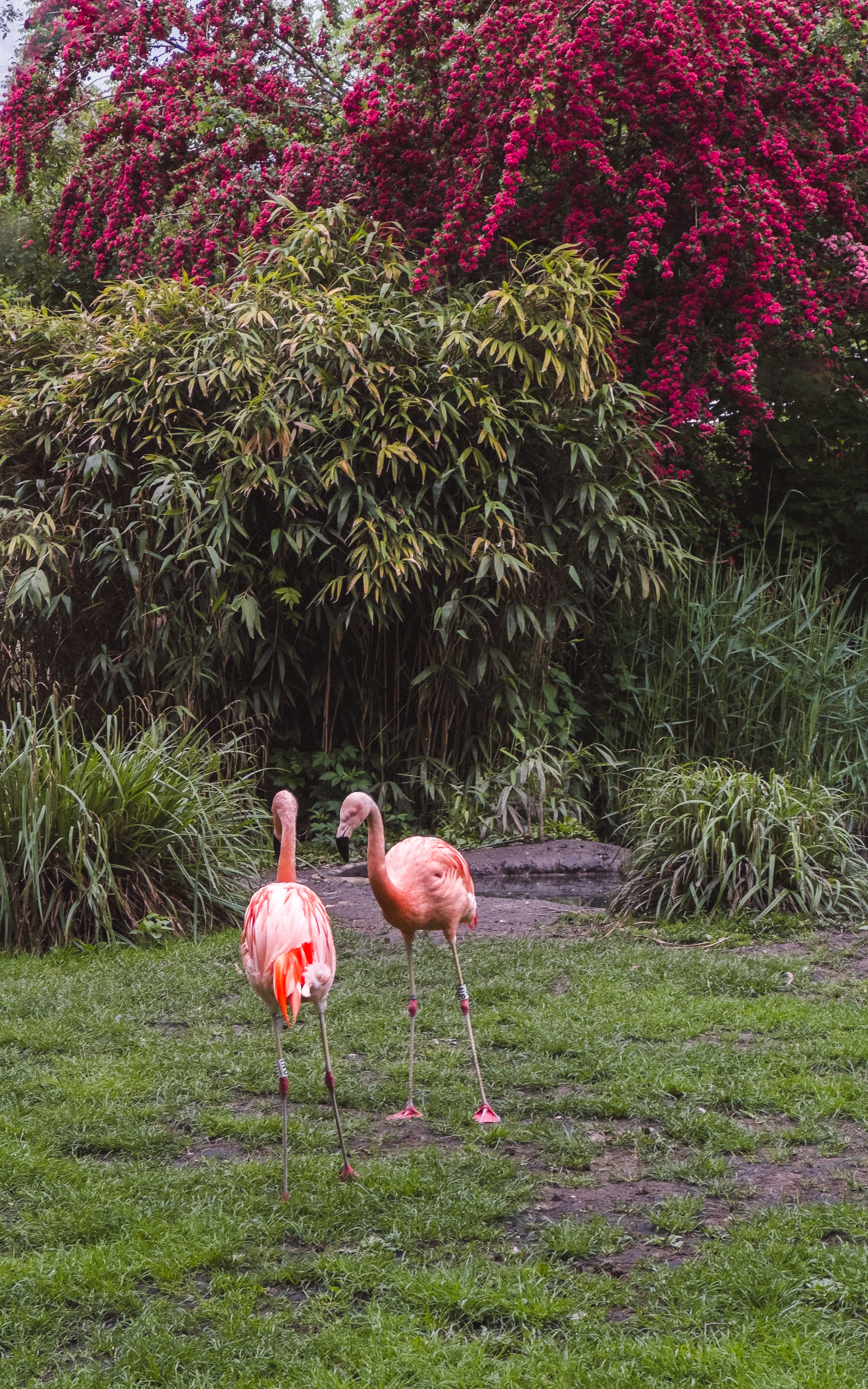 Flamingos near Trees · Free Stock Photo