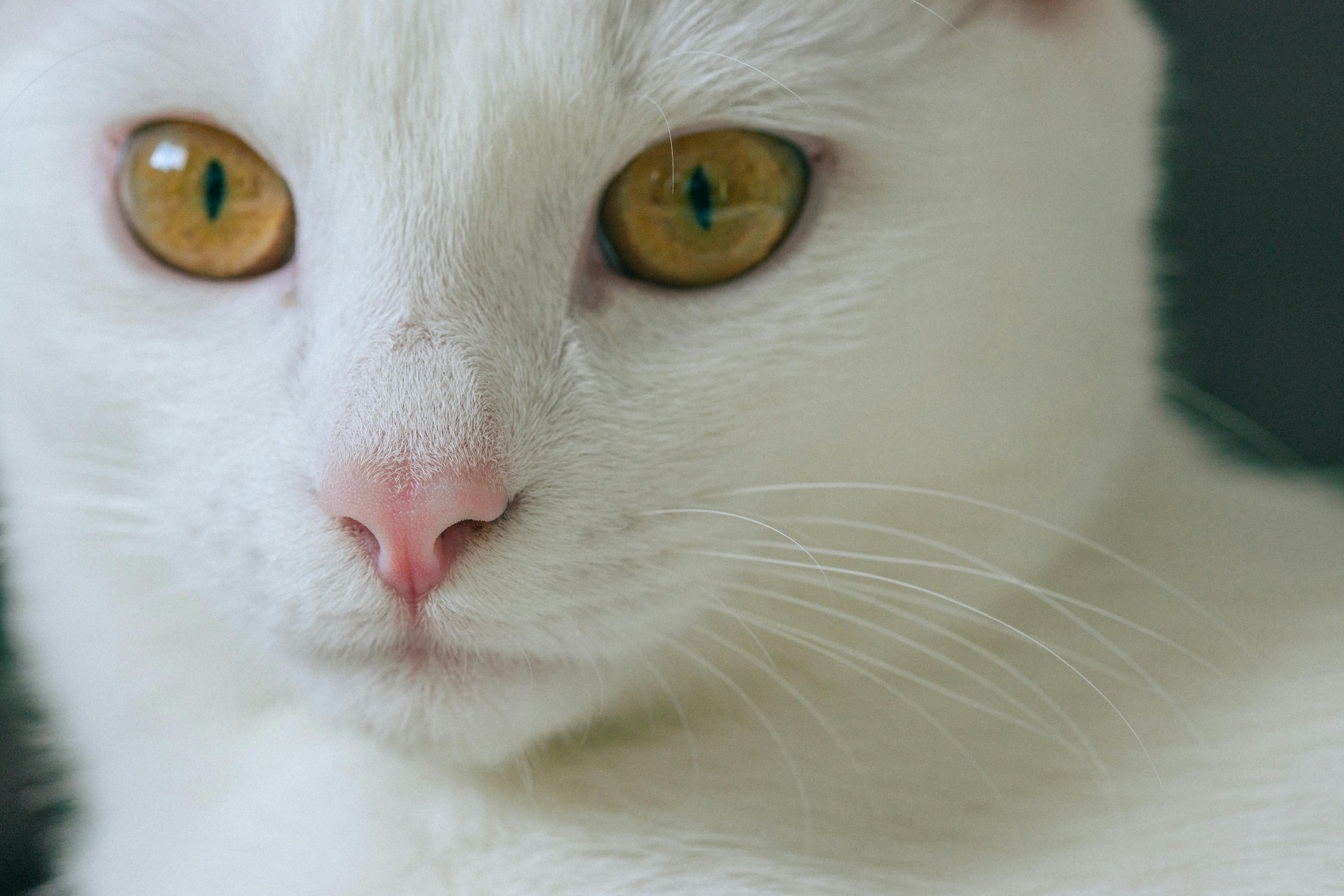 White Cat Pc Wallpaper Photos, Download The BEST Free White Cat Pc ...