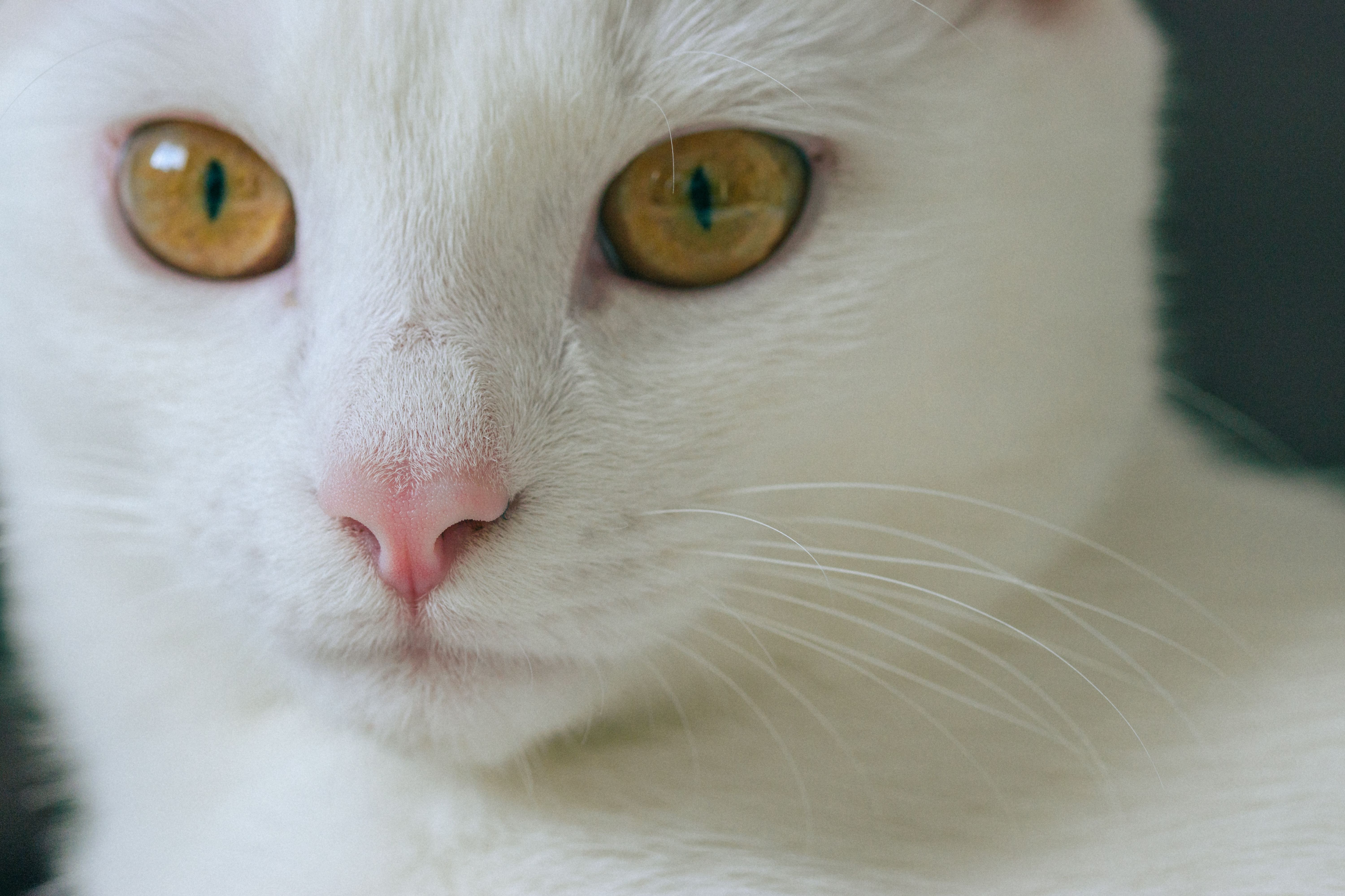 Head of White Cat · Free Stock Photo