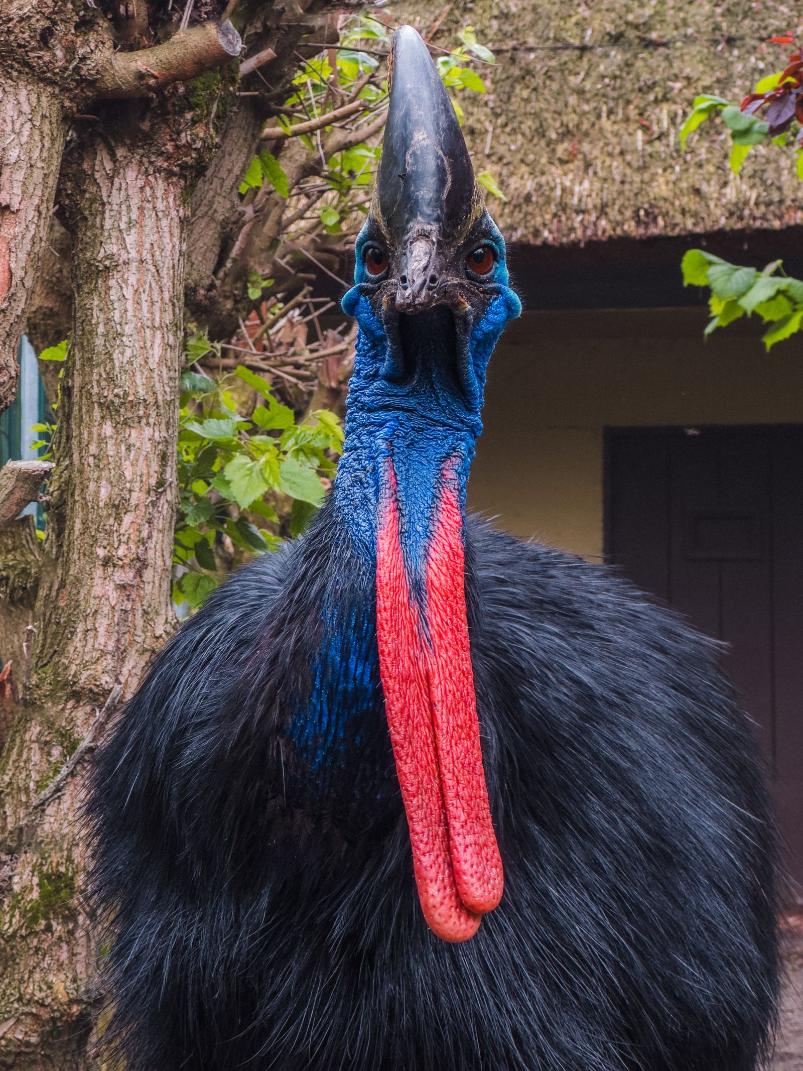 Cassowary Photos, Download The BEST Free Cassowary Stock Photos & HD Images