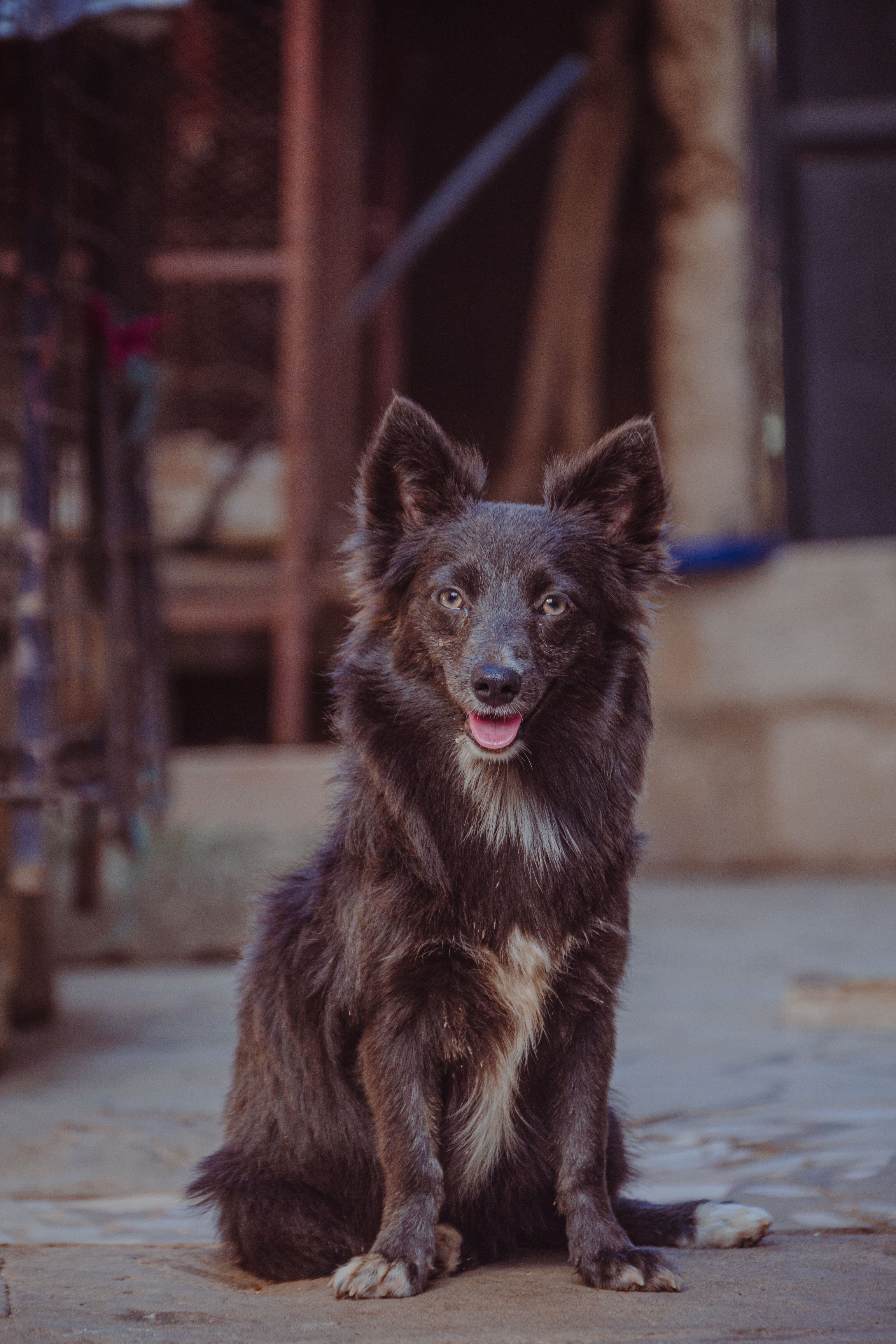 A Chocolate Brown Schipperke Dog Sitting on the Ground Outside · Free ...