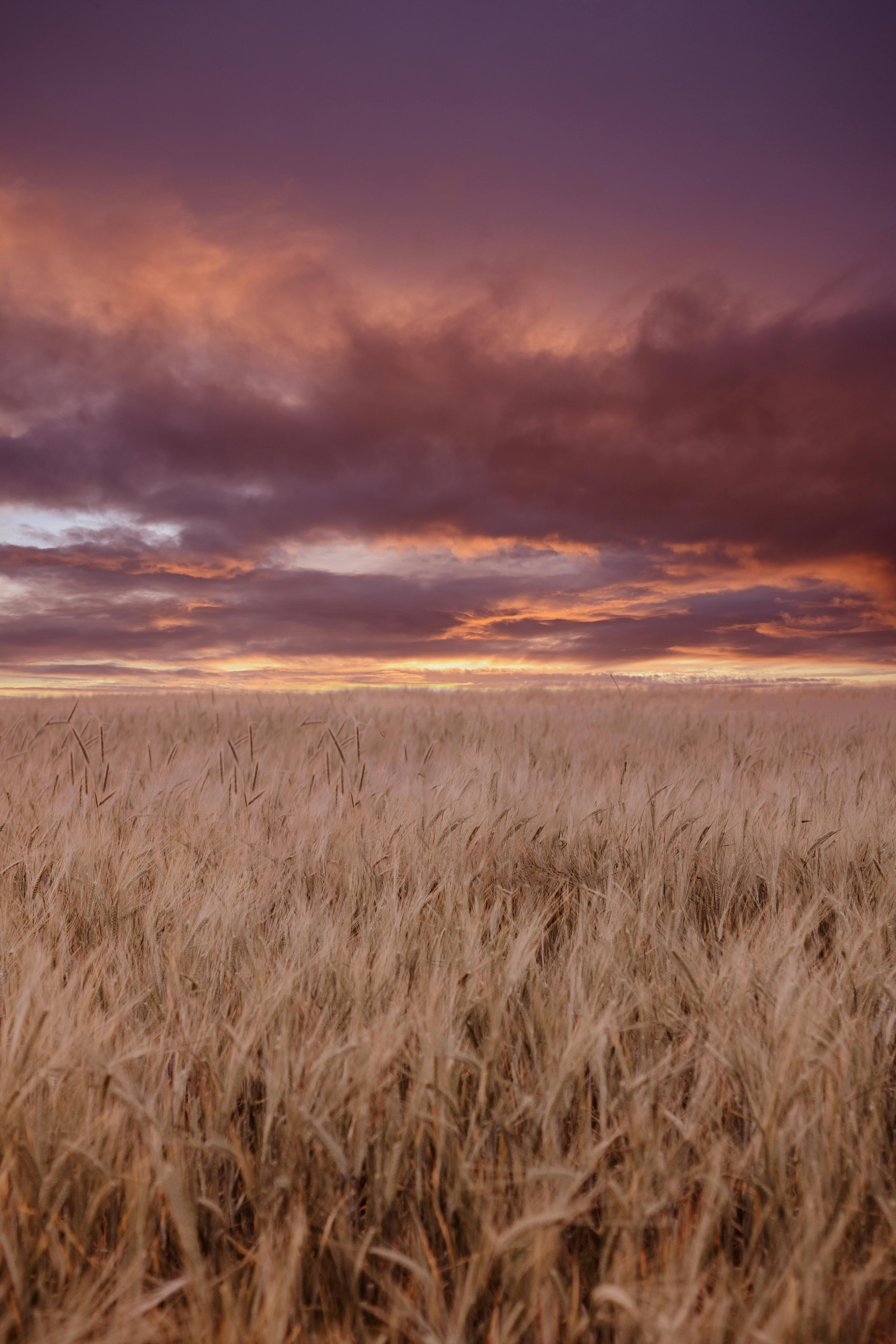 Green Grass Field Beside Asphalt Road · Free Stock Photo