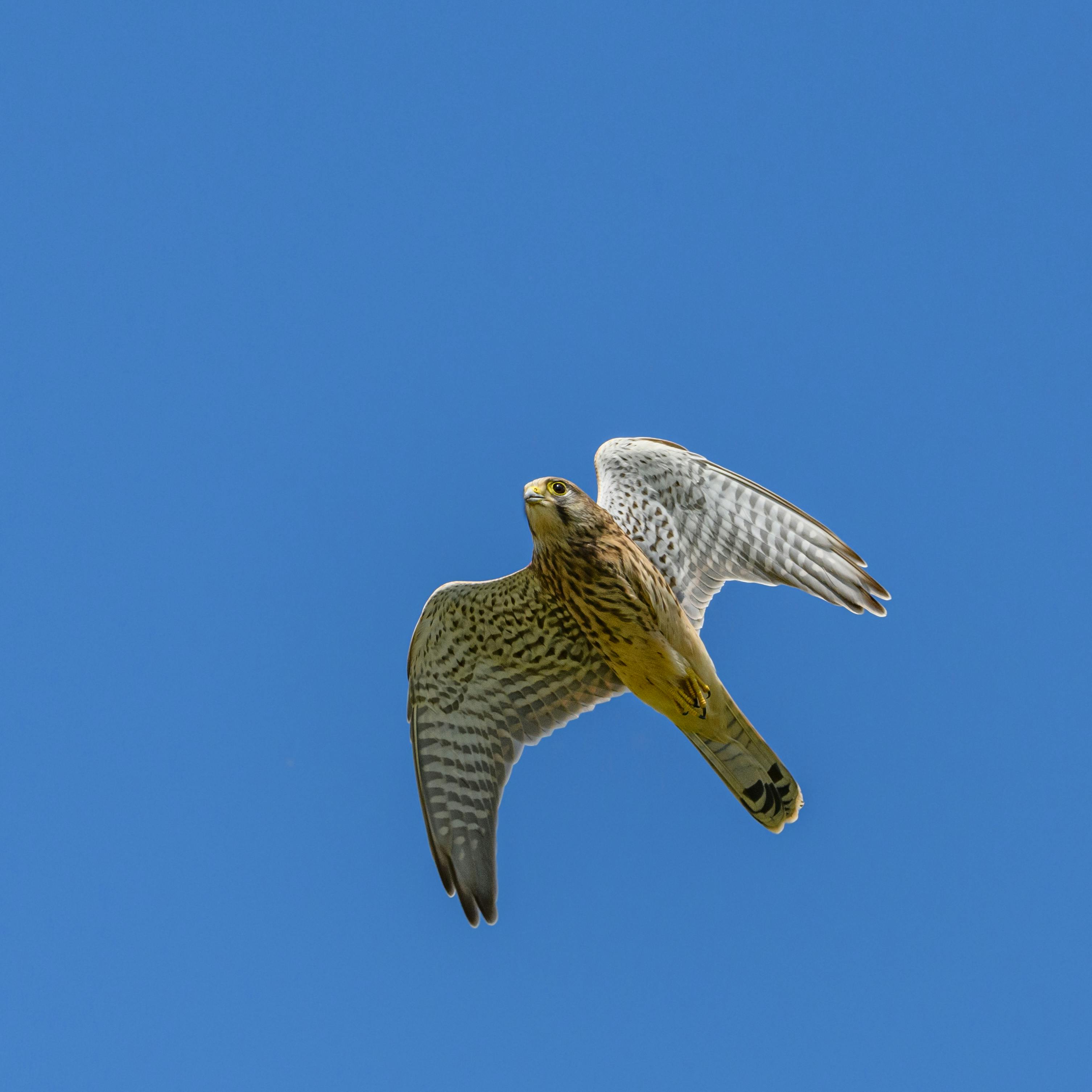 Common Kestrel Flying · Free Stock Photo