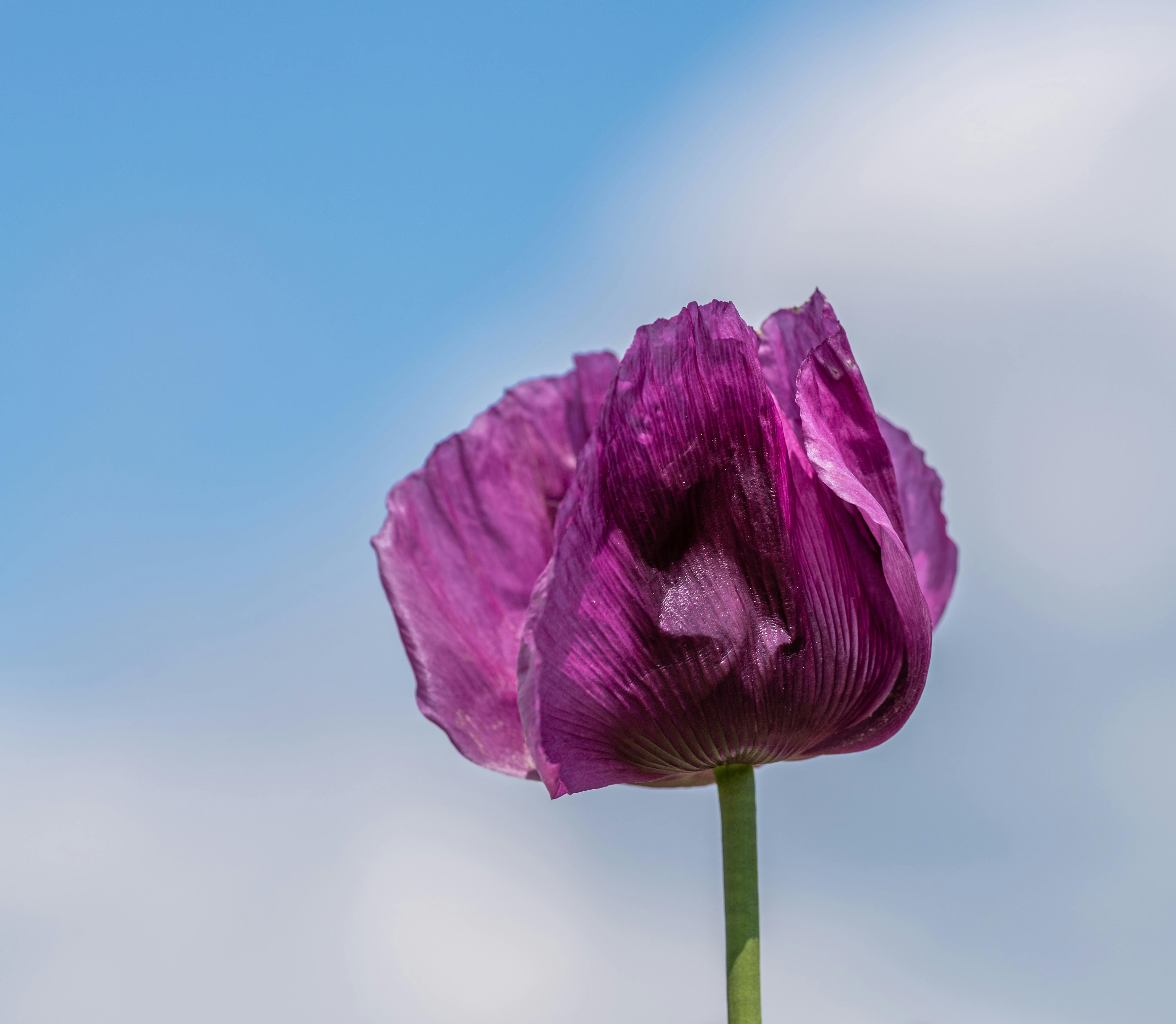 Close up of Purple Poppy · Free Stock Photo
